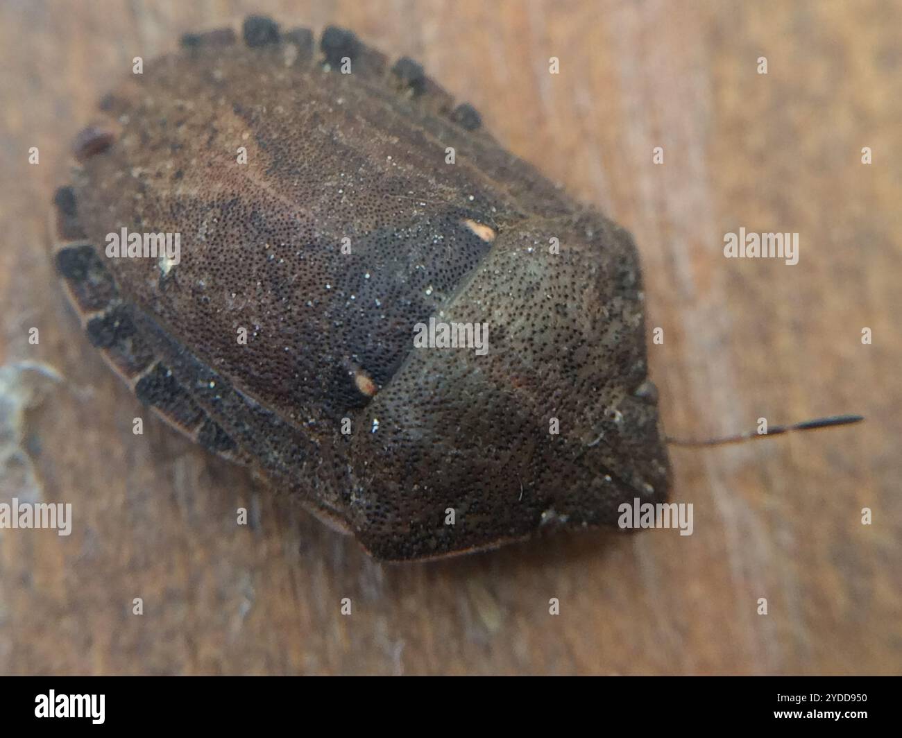 European Tortoise Bug (Eurygaster maura Stock Photo - Alamy