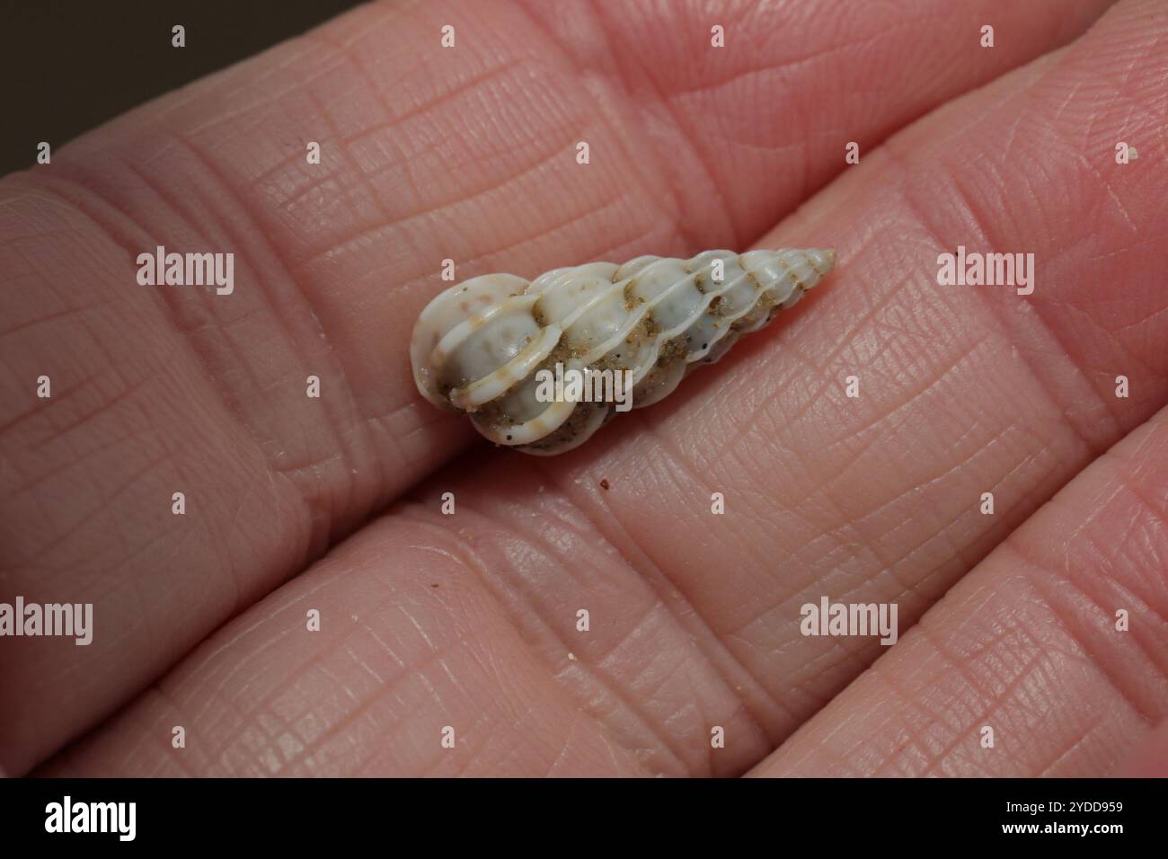 Wentletrap hi-res stock photography and images - Alamy