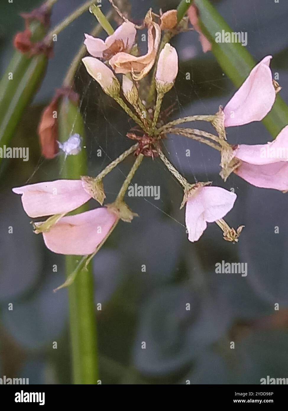 River Indigo (Indigofera jucunda Stock Photo - Alamy