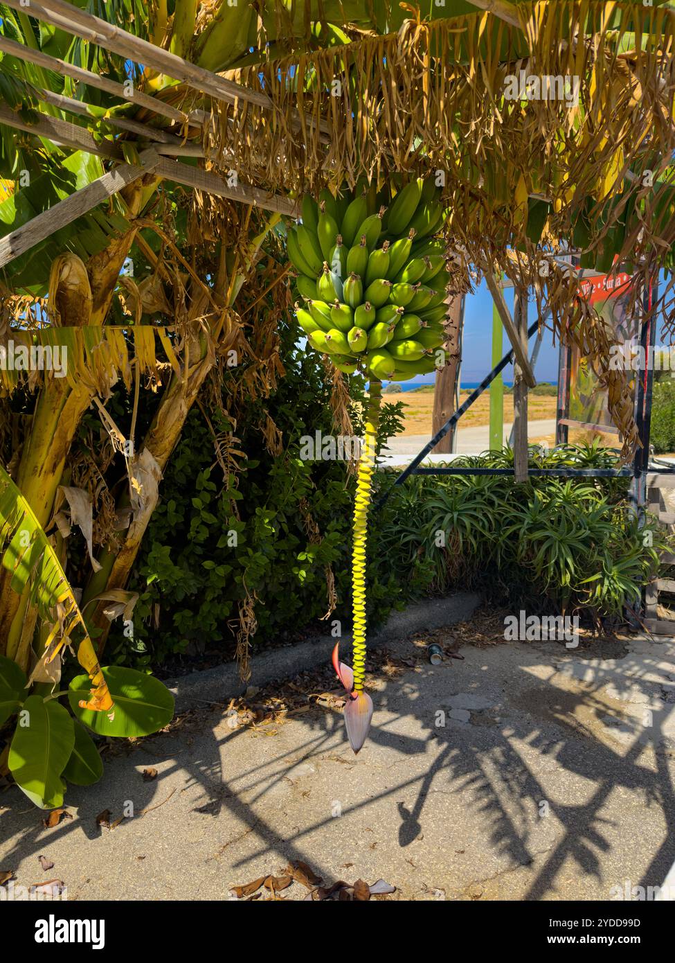 Plants unique growth structure hi-res stock photography and images - Alamy