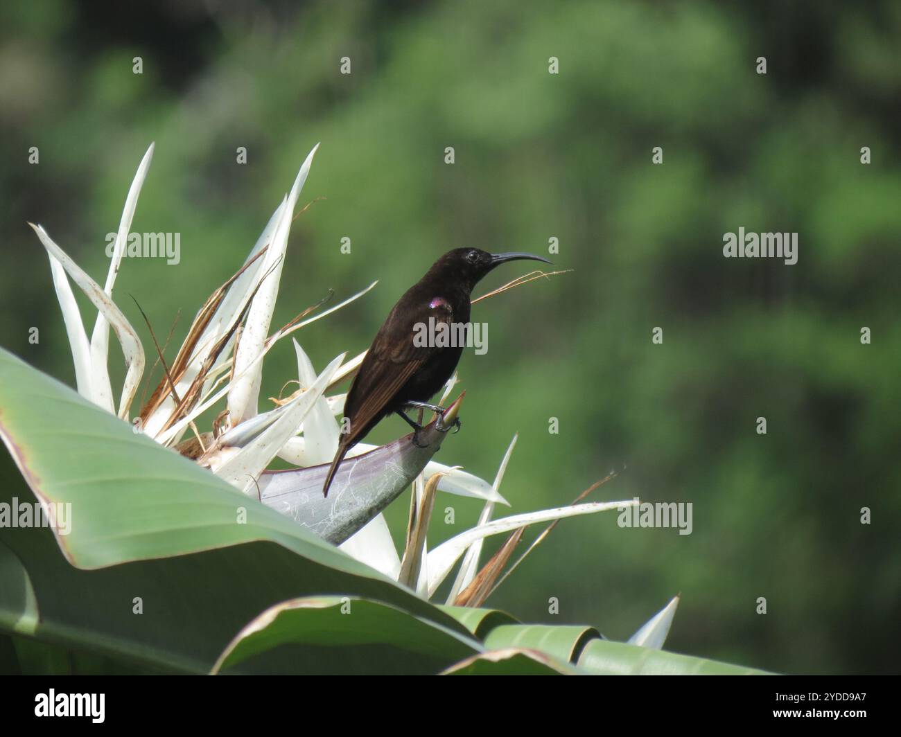 Southern Amethyst Sunbird (Chalcomitra amethystina amethystina Stock ...