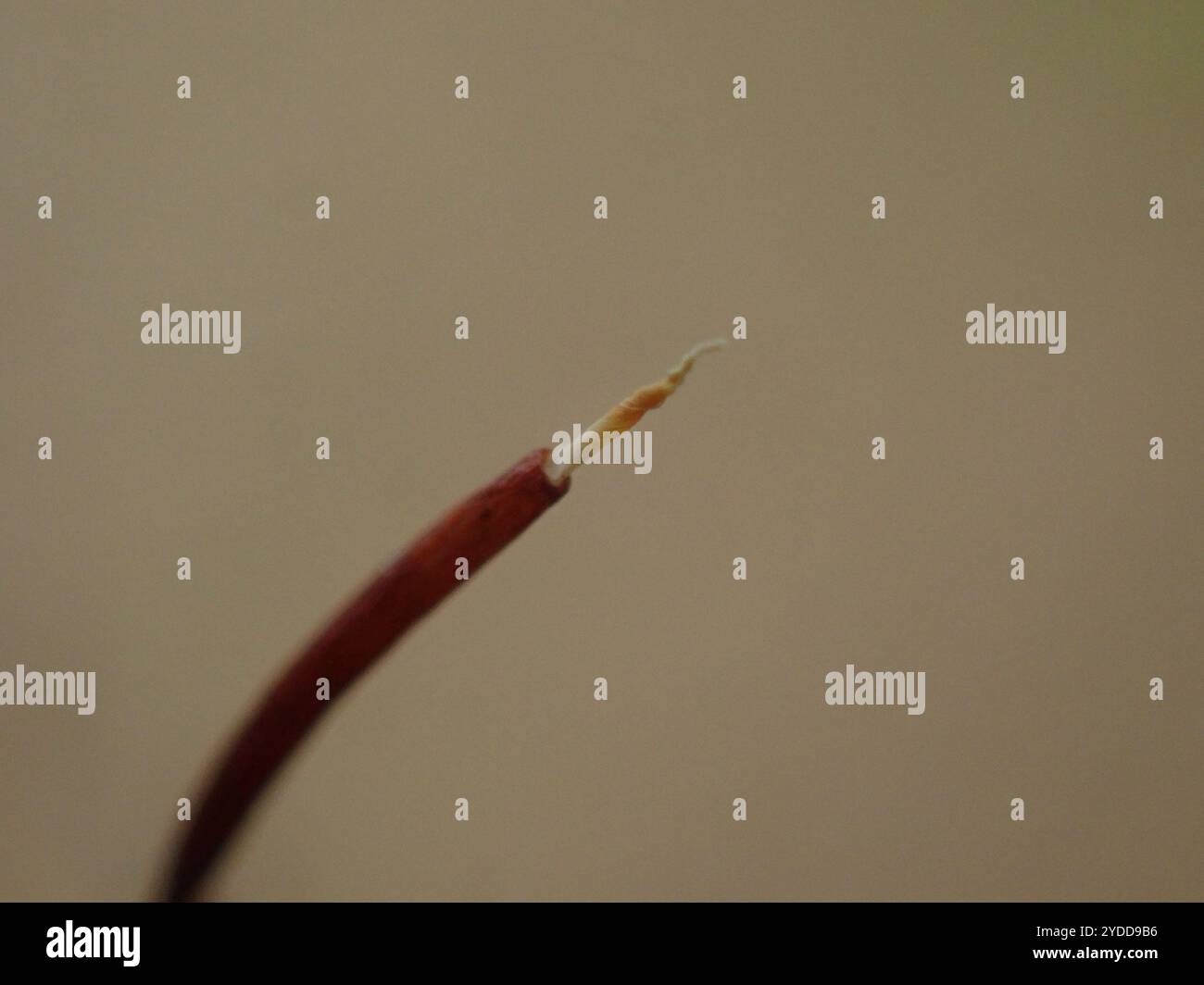 Brown Screw-moss (Syntrichia princeps Stock Photo - Alamy