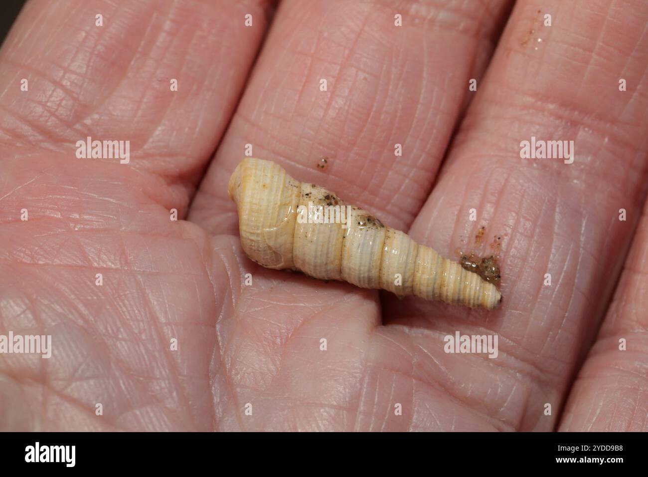 Common Tower Shell (Turritellinella tricarinata Stock Photo - Alamy