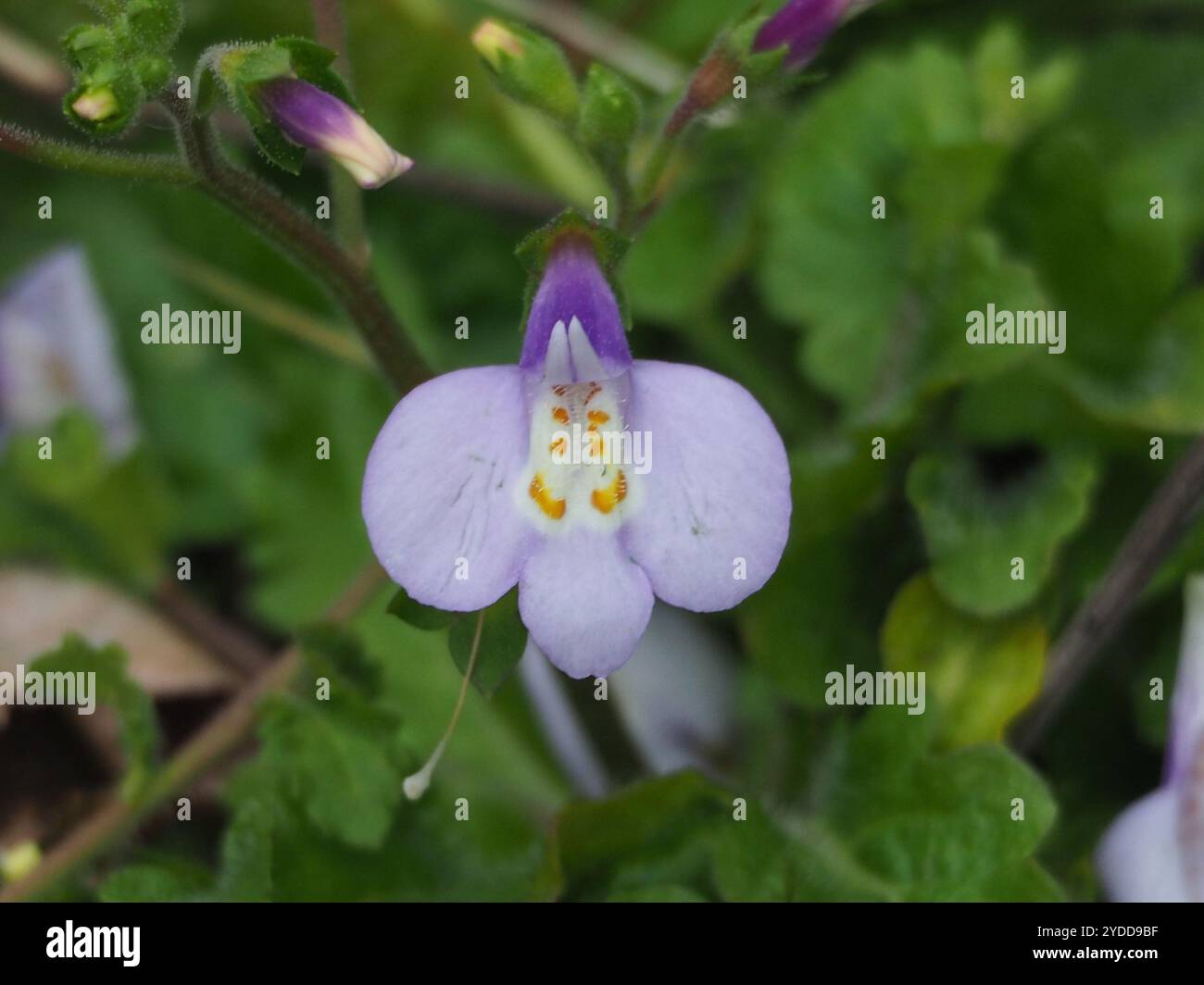 Taiwan Mazus (Mazus fauriei Stock Photo - Alamy