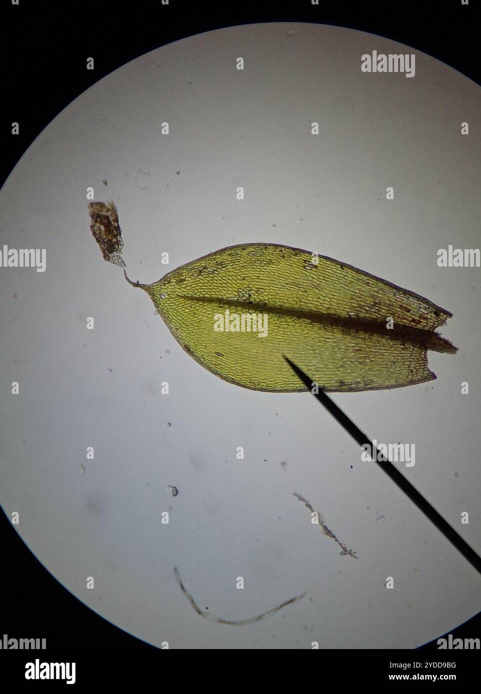 Syed's Thread-moss (Ptychostomum moravicum Stock Photo - Alamy