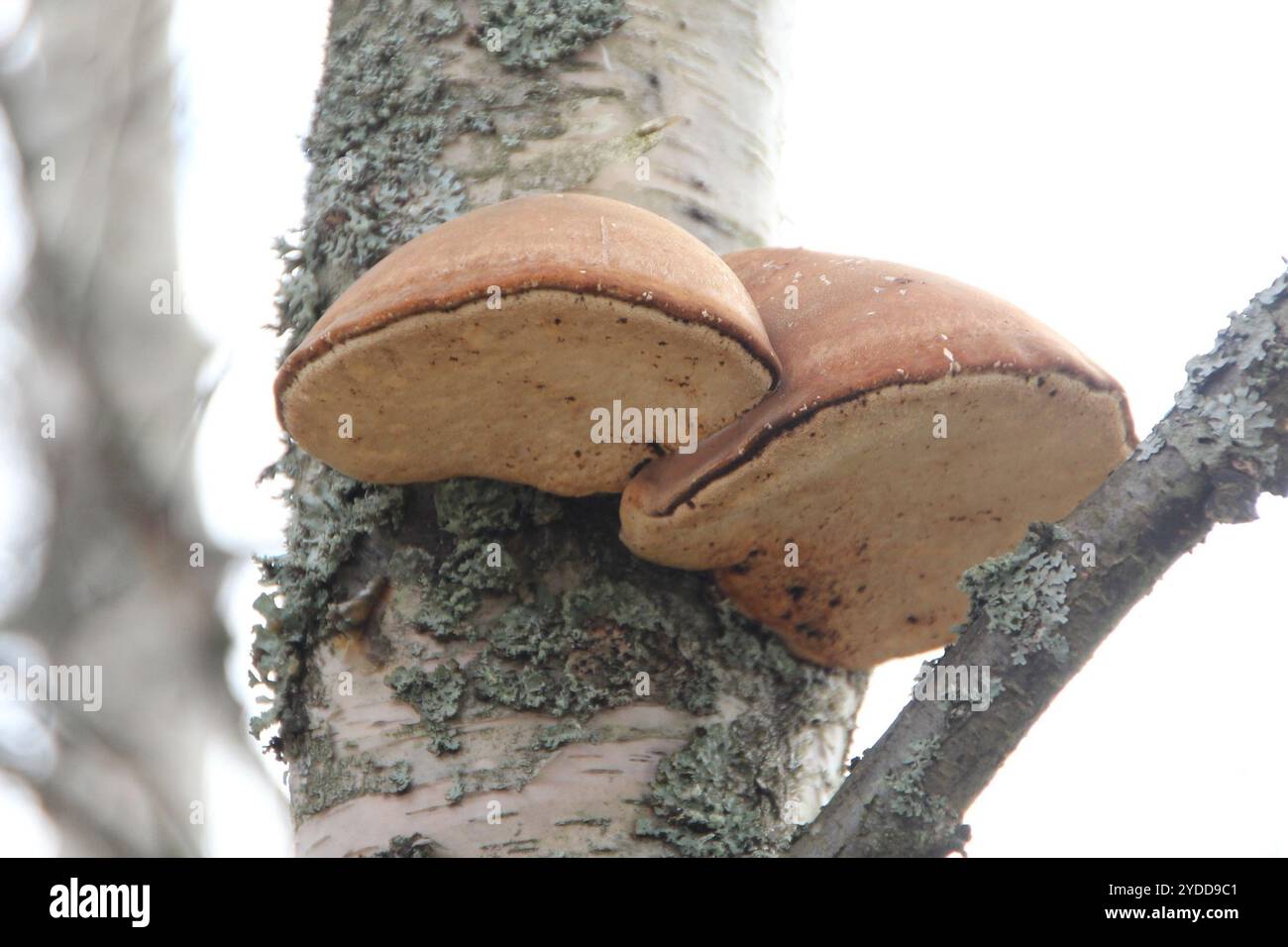 birch polypore (Fomitopsis betulina Stock Photo - Alamy