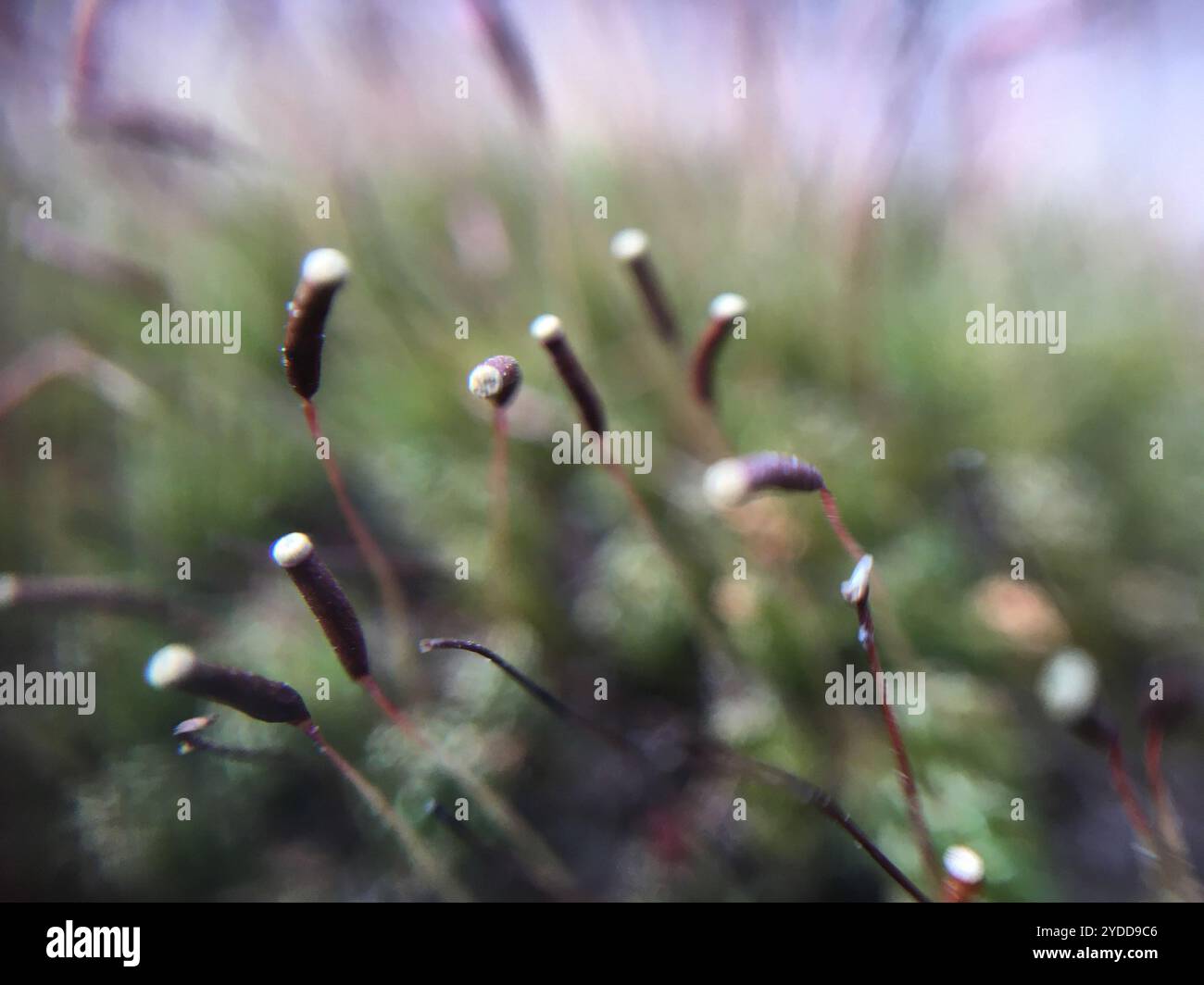 lesser smoothcap (Atrichum angustatum Stock Photo - Alamy