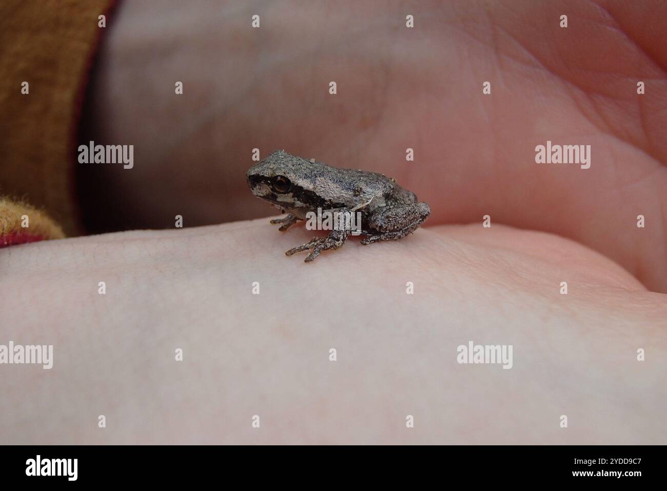 screaming tree frog (Litoria quiritatus Stock Photo - Alamy