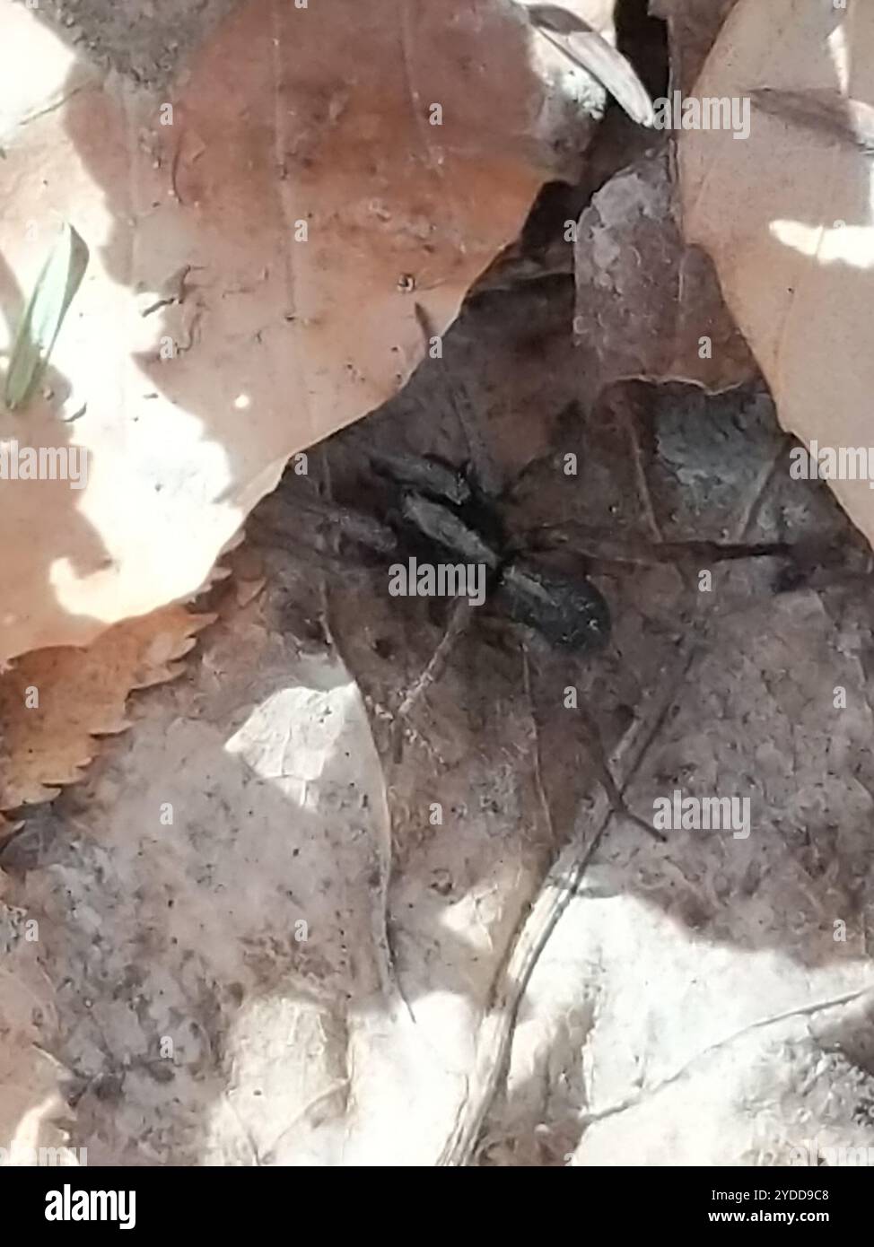 Brush-legged Spiders (Schizocosa Stock Photo - Alamy
