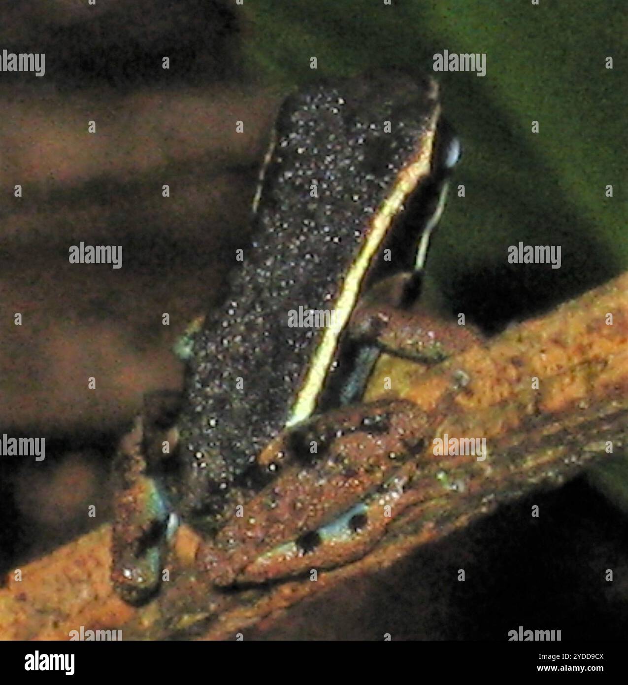 Allobates femoralis hi-res stock photography and images - Alamy