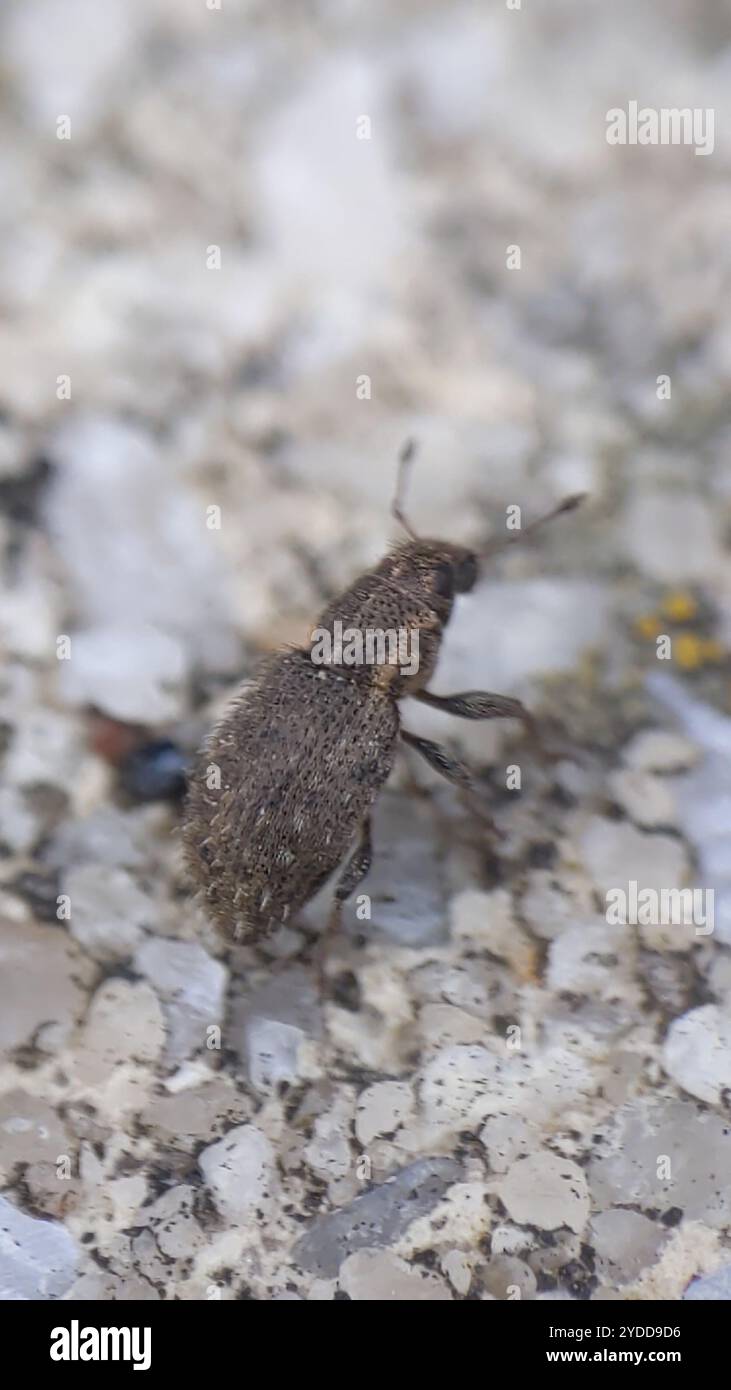 Clover Weevil (Sitona hispidulus Stock Photo - Alamy