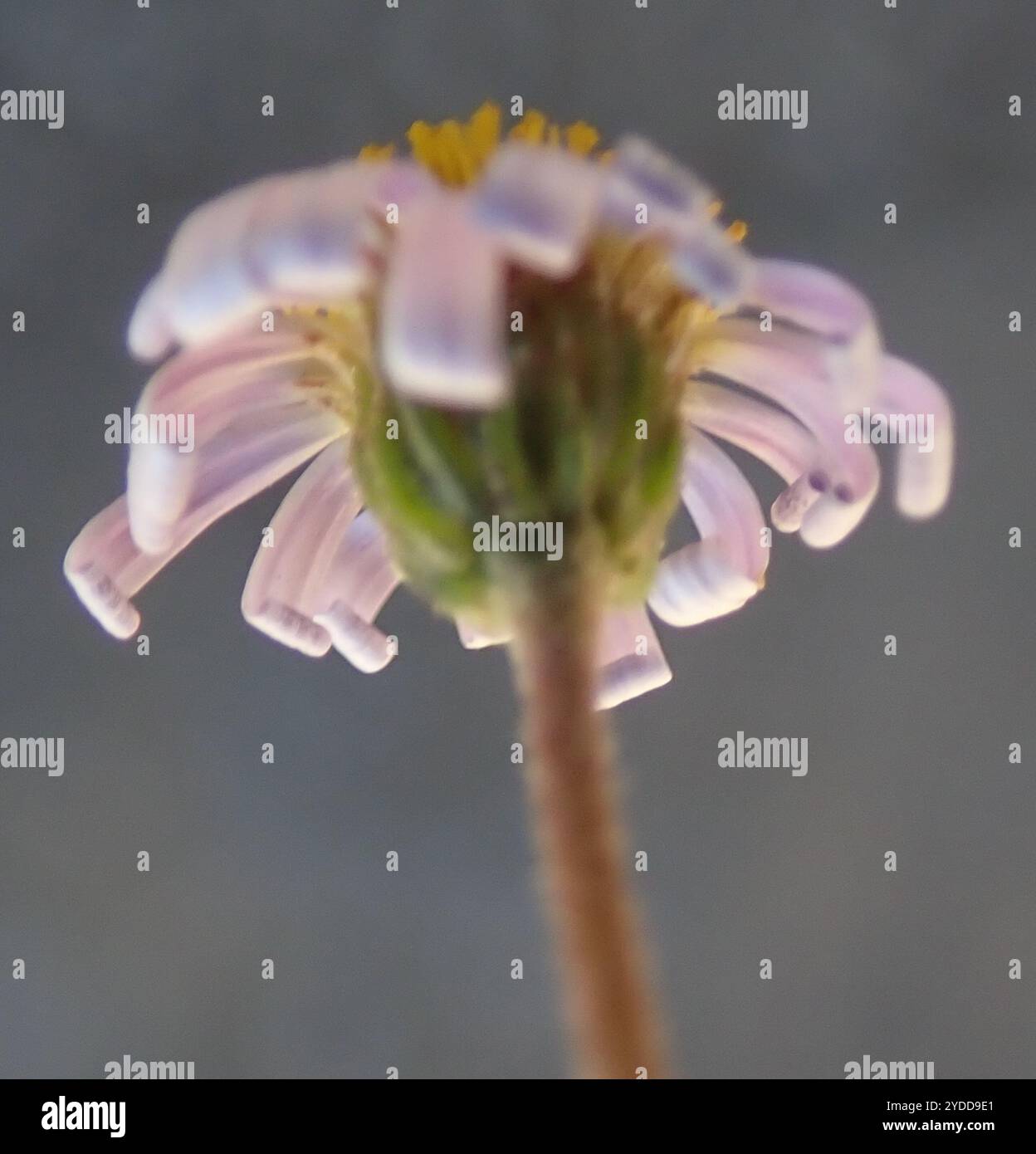 Fine Felicia (Felicia filifolia Stock Photo - Alamy