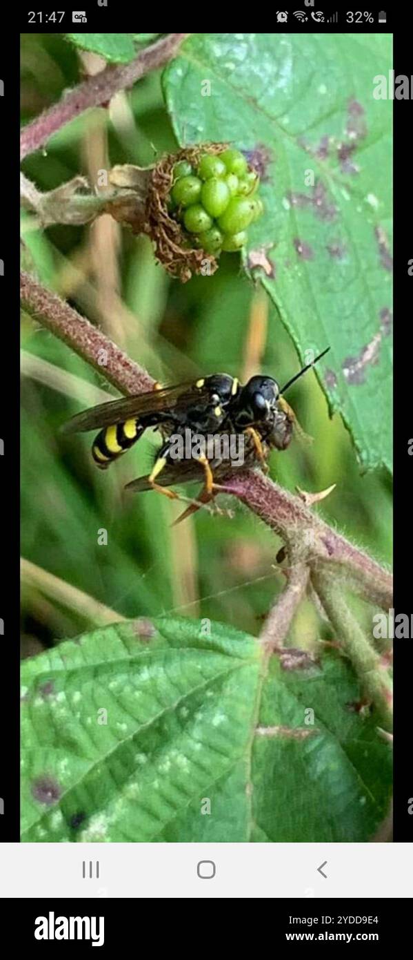 Field digger wasp (Mellinus arvensis Stock Photo - Alamy