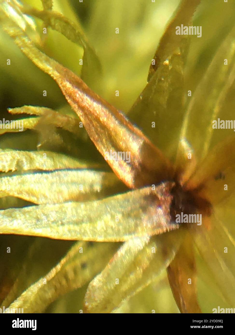Waxyleaf Moss (Dicranum polysetum Stock Photo - Alamy