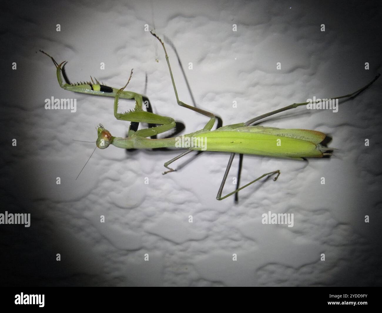 Asian Jumping Mantis (Statilia maculata Stock Photo - Alamy