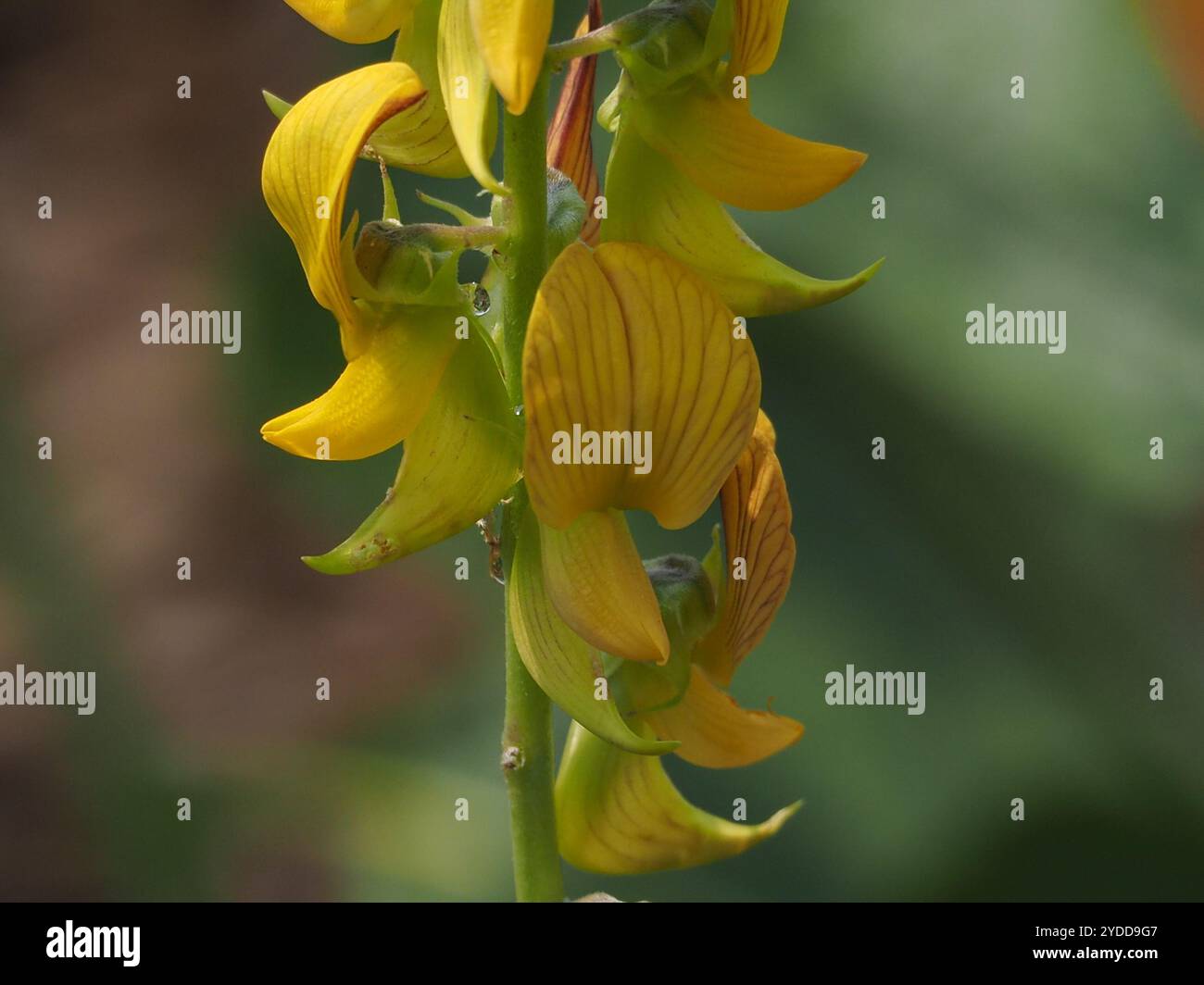 Crotalaria pallida hi-res stock photography and images - Alamy