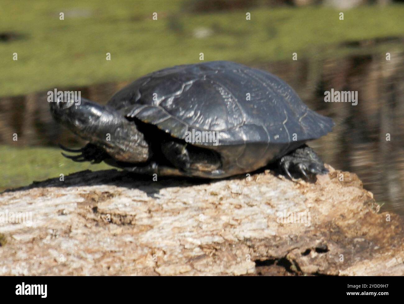 Pond Slider (Trachemys scripta Stock Photo - Alamy