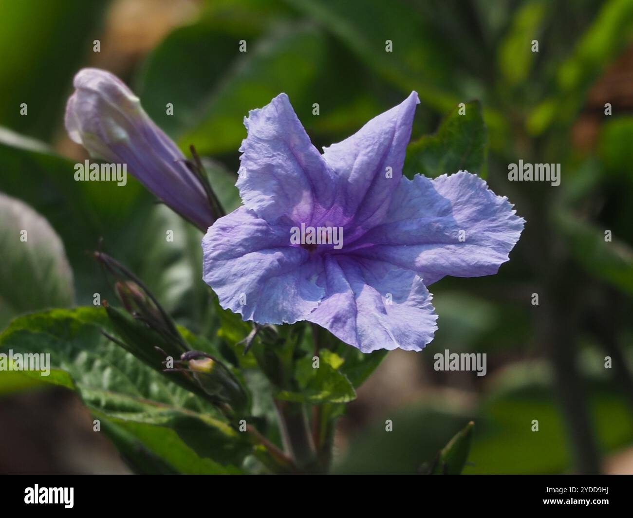 popping pod (Ruellia tuberosa Stock Photo - Alamy