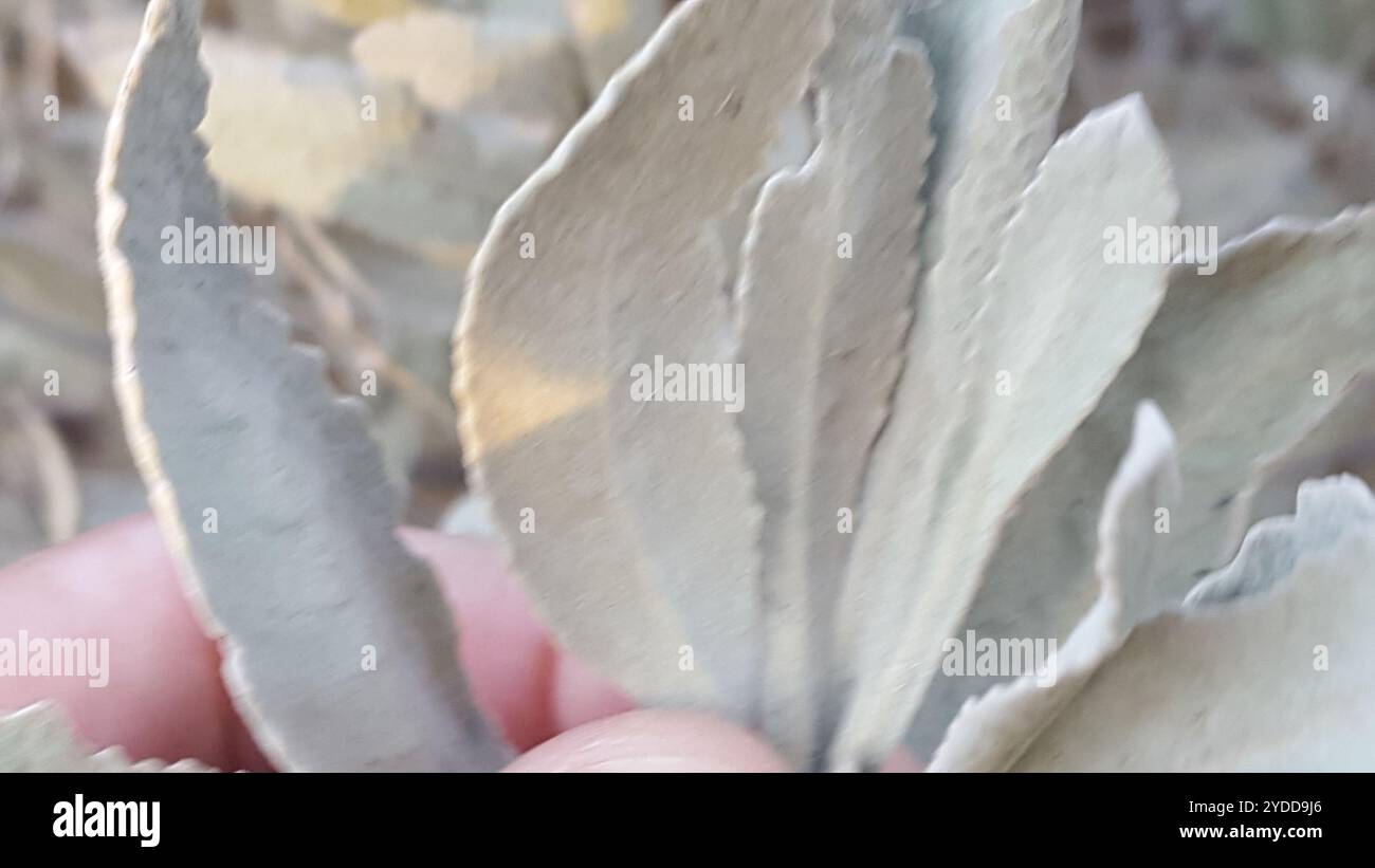 Woolly Yerba Santa (Eriodictyon tomentosum Stock Photo - Alamy