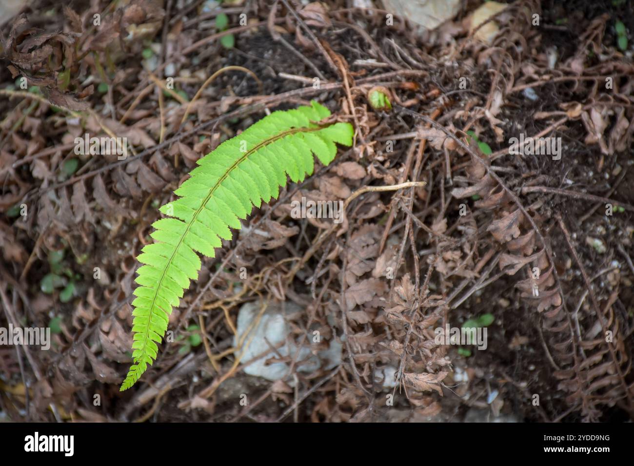 Sword fern hi-res stock photography and images - Alamy