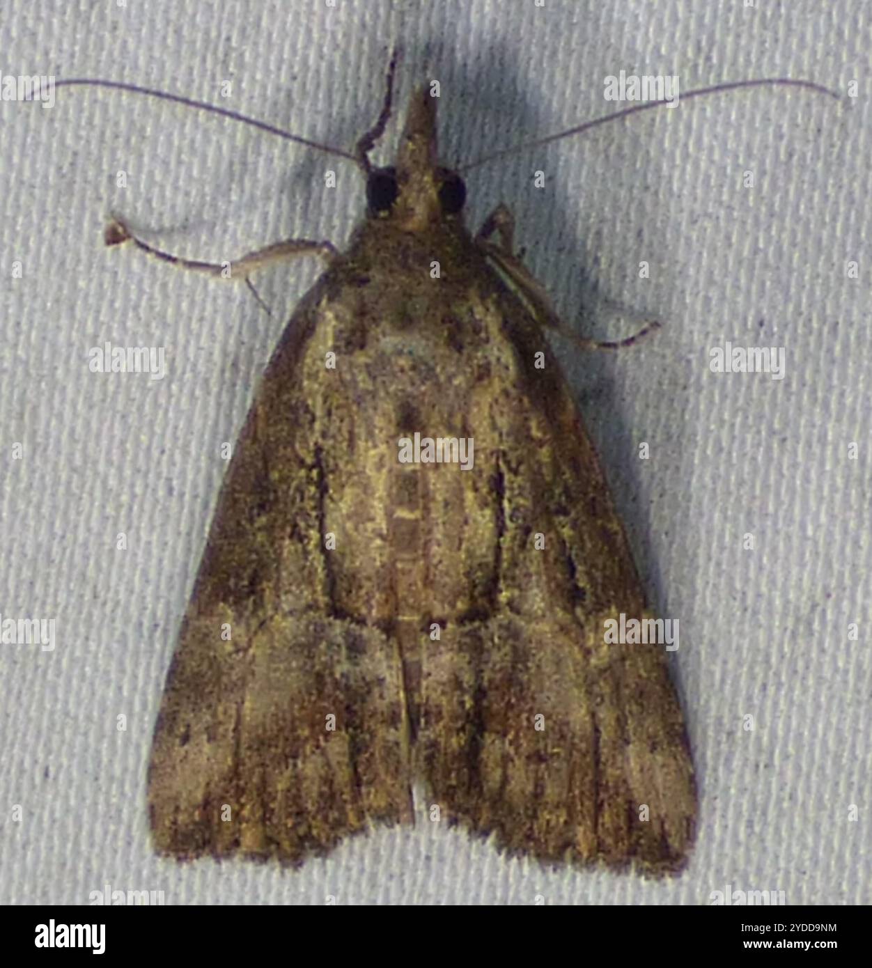 Green Cloverworm Moth (Hypena scabra Stock Photo - Alamy