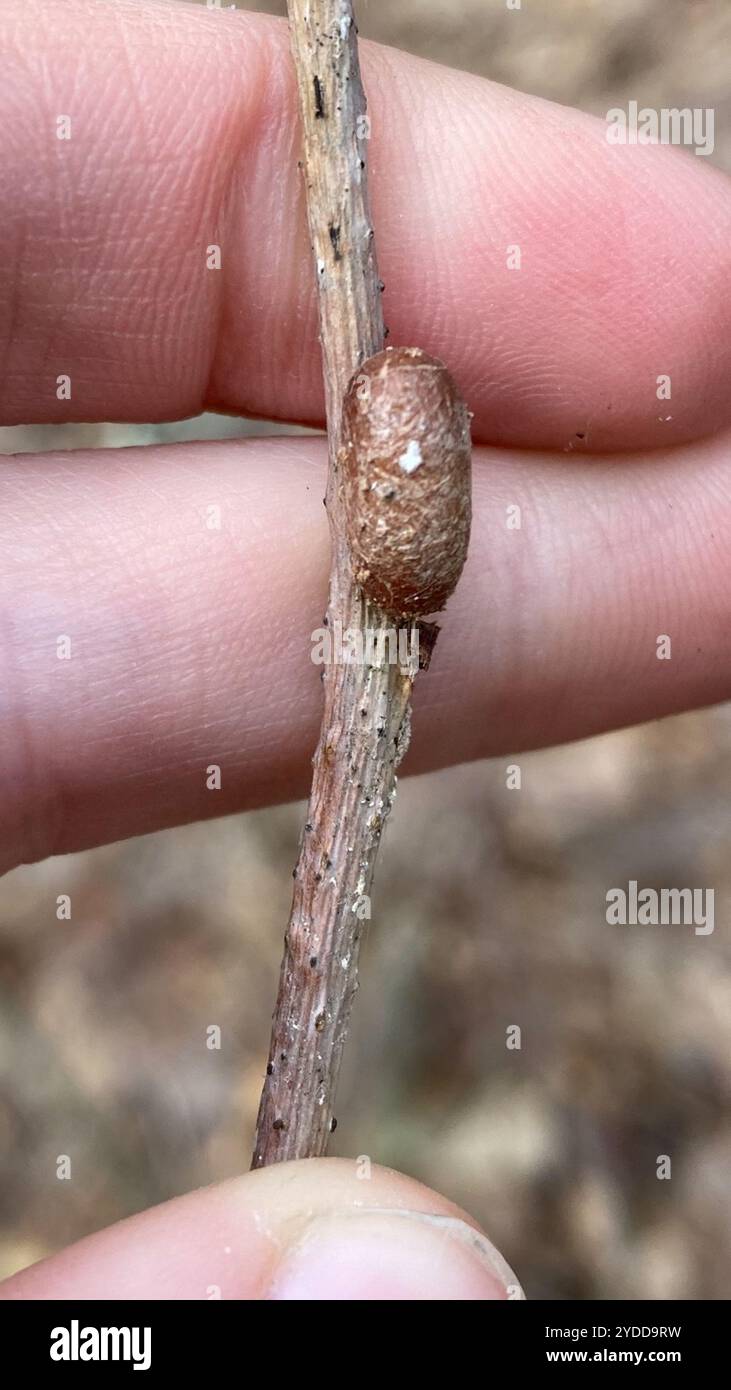 Conifer Sawflies (Diprionidae Stock Photo - Alamy