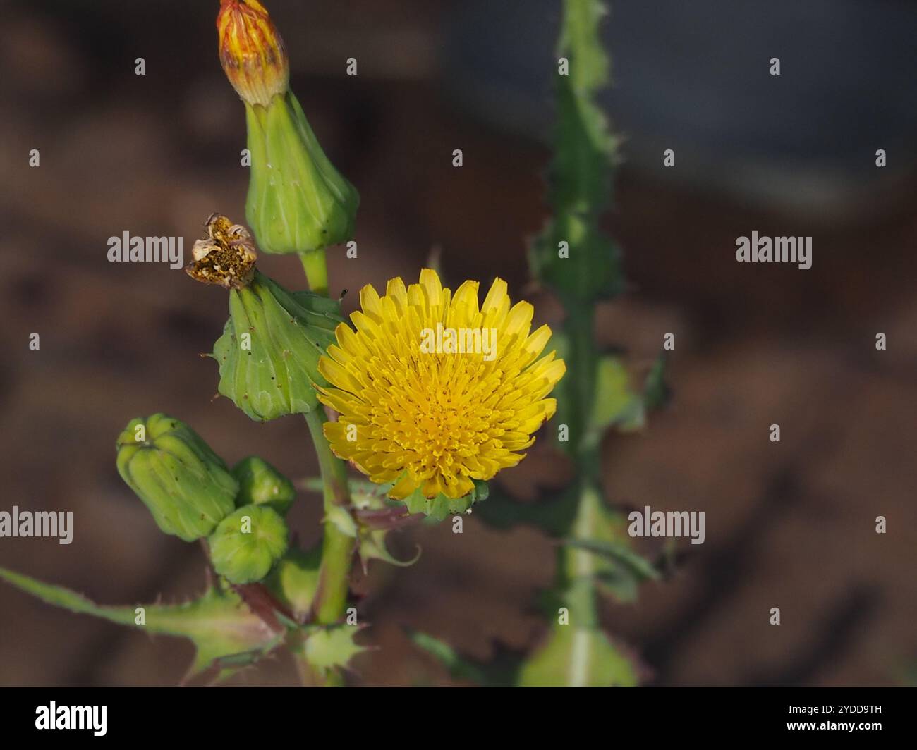 Common Sow-thistle (Sonchus oleraceus Stock Photo - Alamy