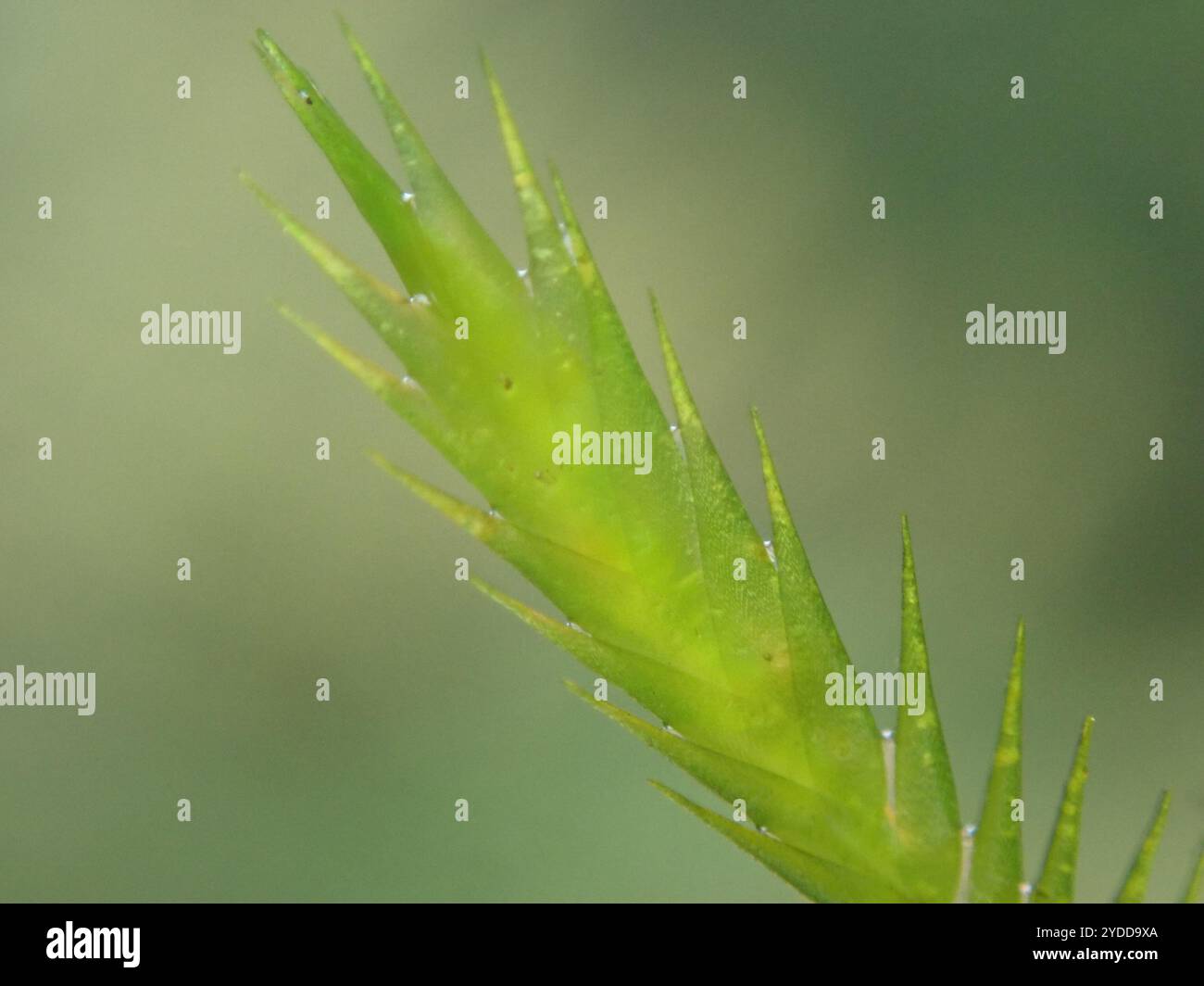 Willow Moss (Fontinalis antipyretica Stock Photo - Alamy
