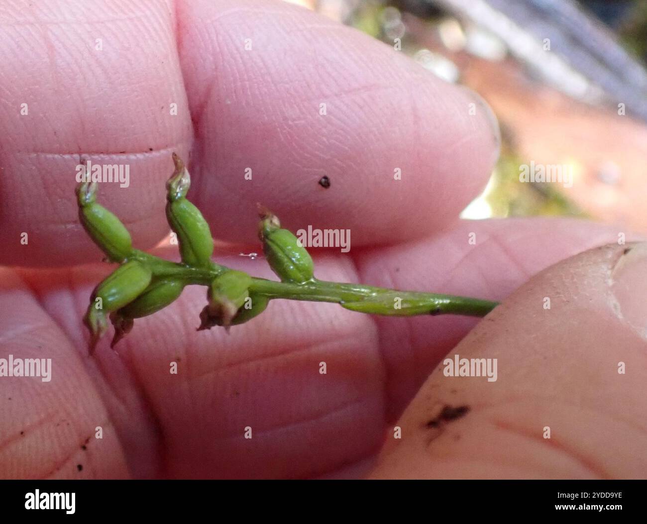 Genoplesium hi-res stock photography and images - Alamy
