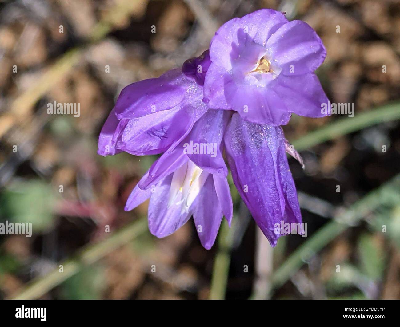 (Dipterostemon capitatus capitatus Stock Photo - Alamy
