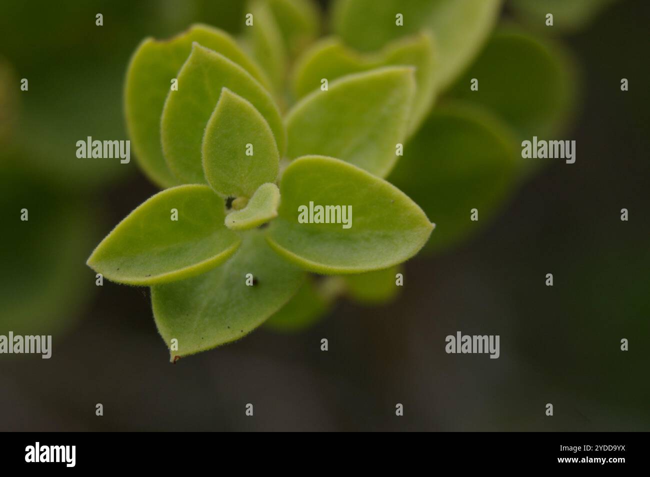 salt bush (Cryptocarpus pyriformis Stock Photo - Alamy