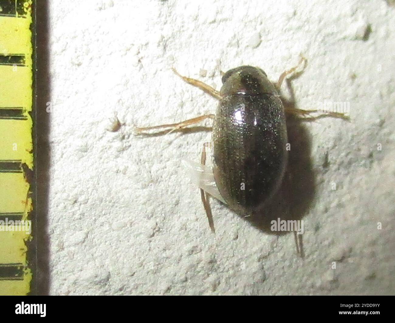 Berosus hi-res stock photography and images - Alamy