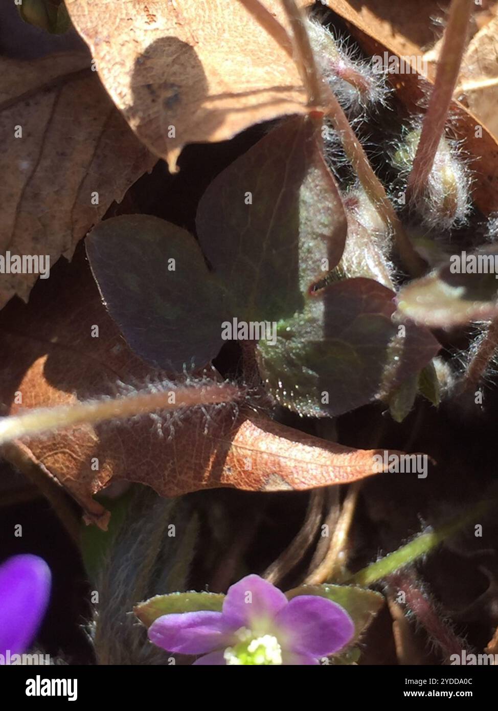 sharp-lobed hepatica (Hepatica acutiloba Stock Photo - Alamy