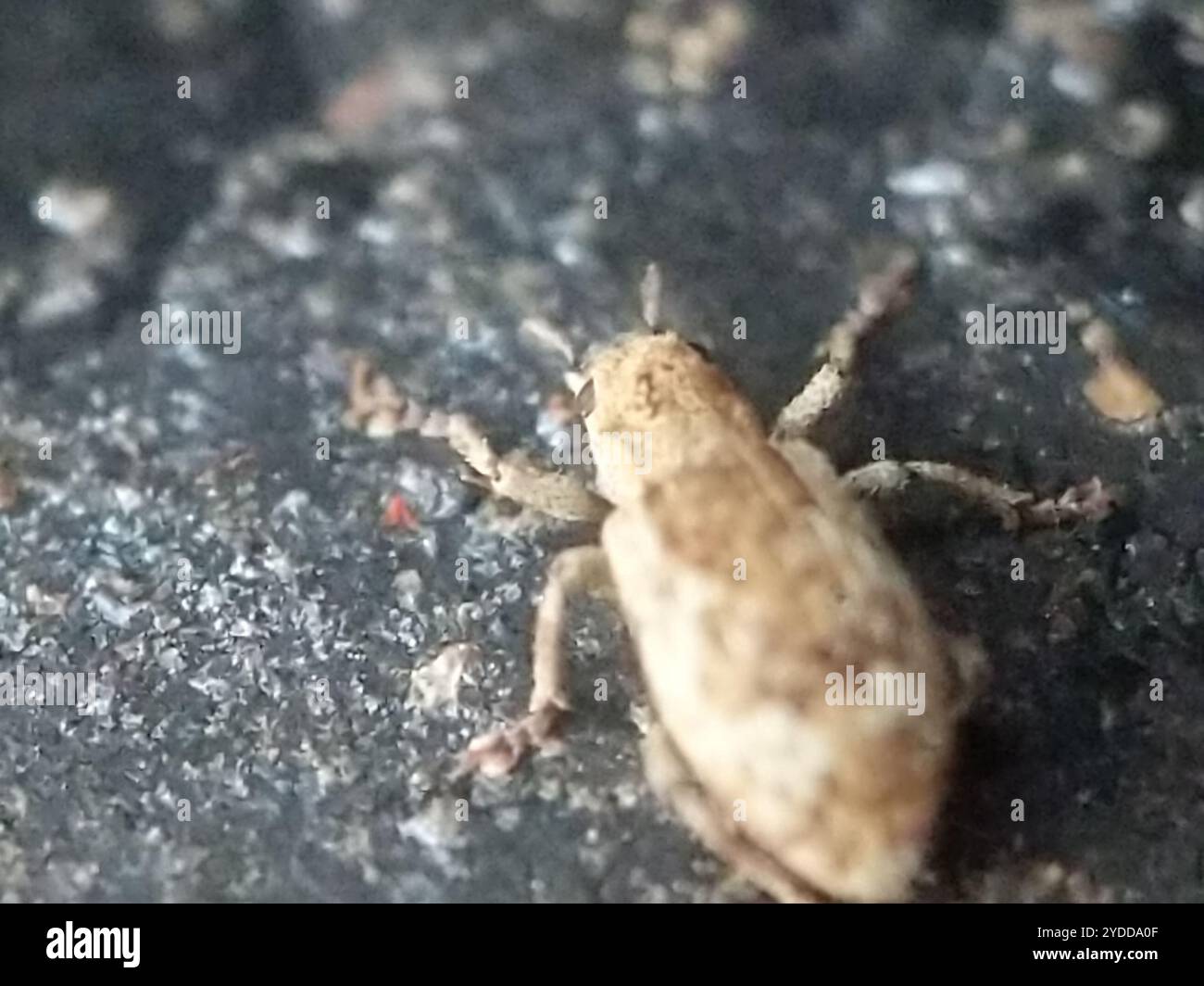 Peach Root Weevil (Pseudoedophrys hilleri Stock Photo - Alamy