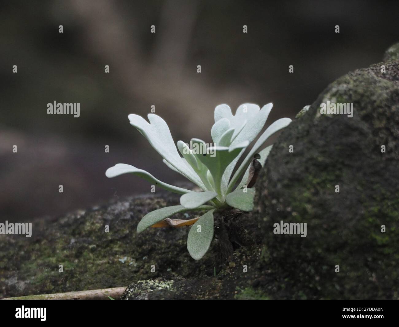 Crossostephium hi-res stock photography and images - Alamy