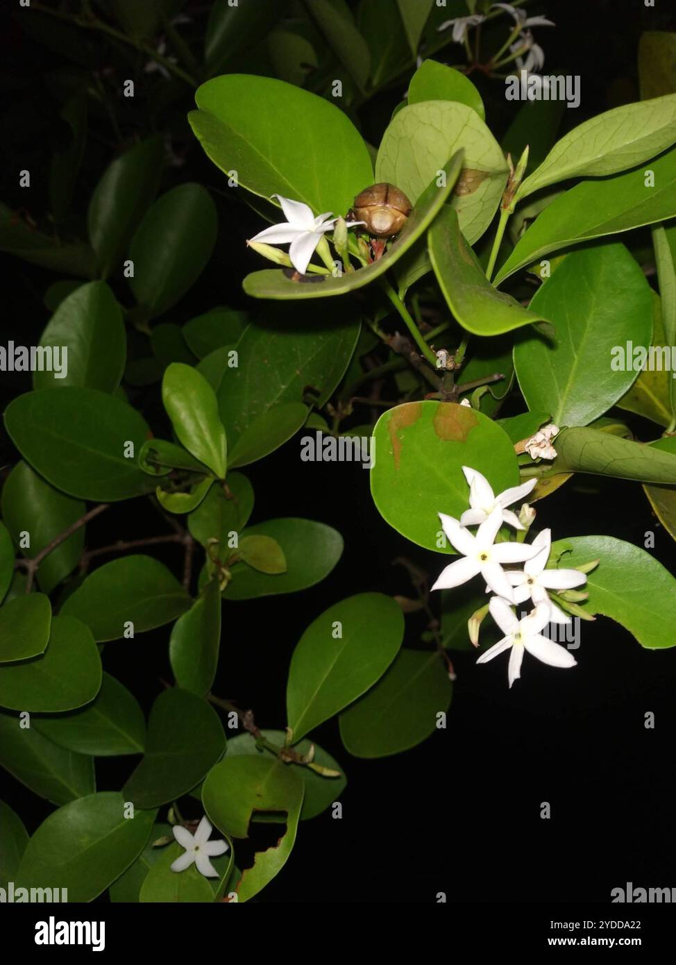 Bengal currant (Carissa carandas Stock Photo - Alamy