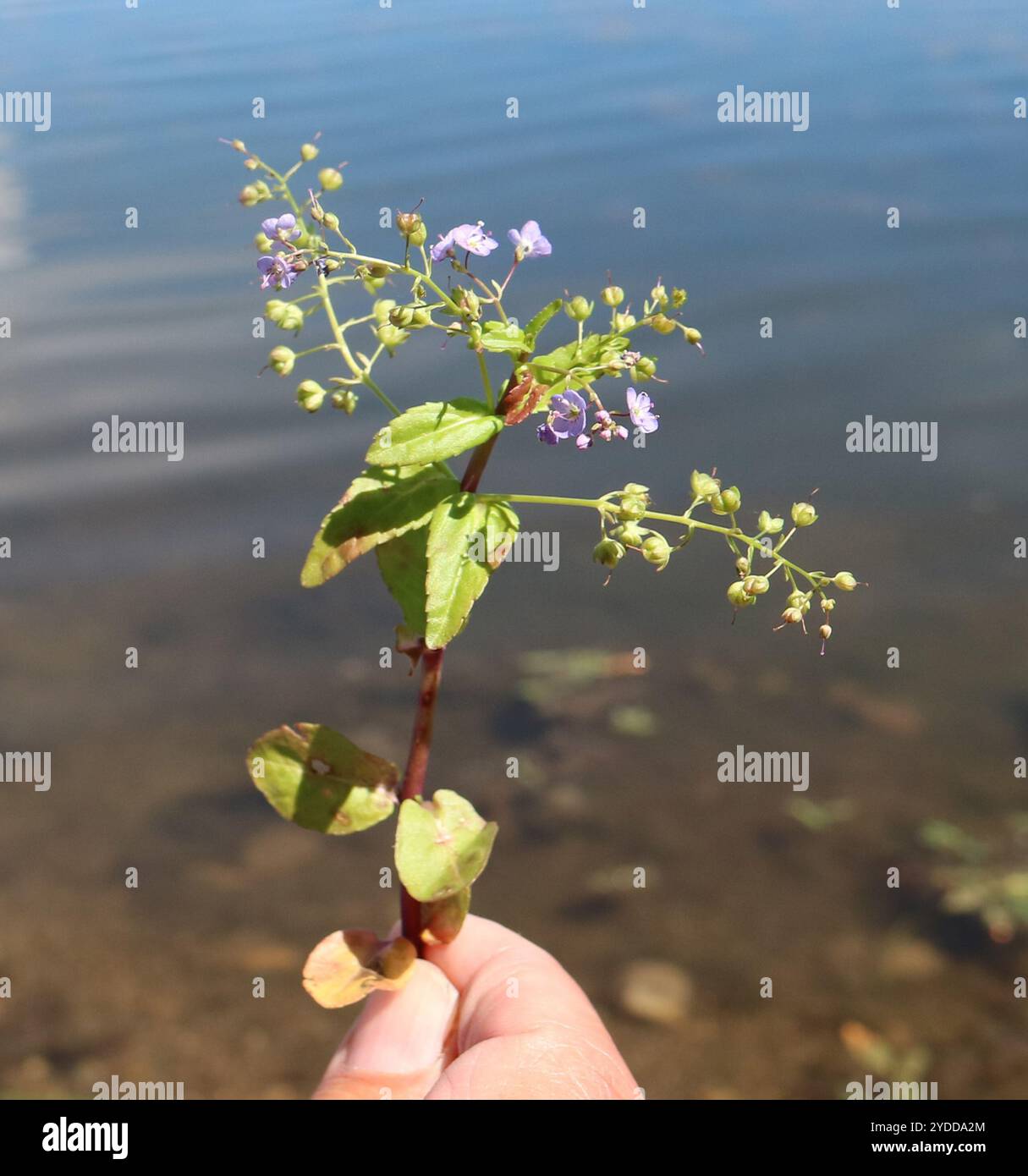 American brooklime (Veronica americana Stock Photo - Alamy