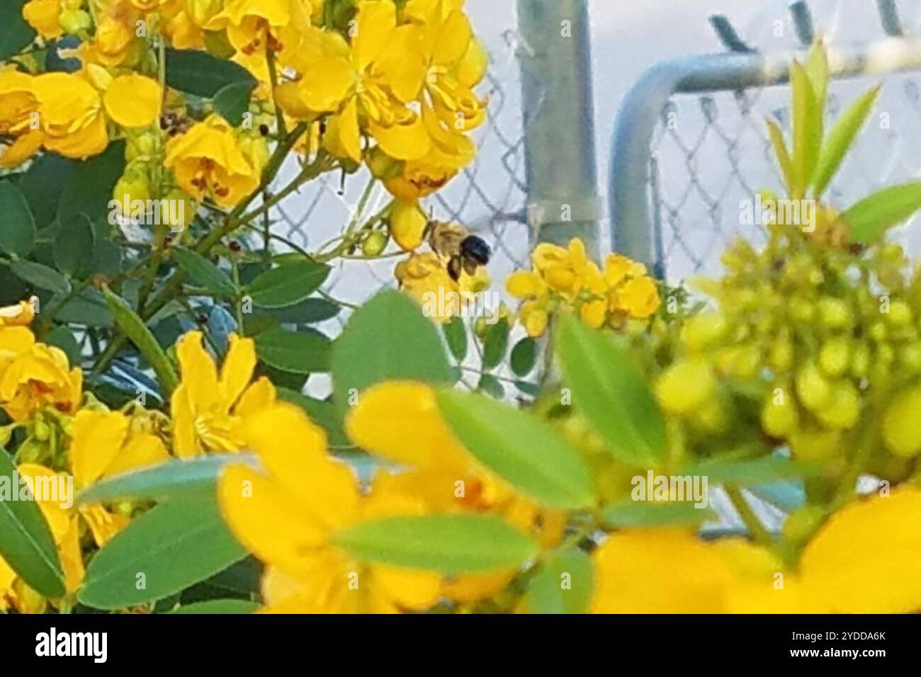 Shining Oil-digger Bee (Centris nitida Stock Photo - Alamy