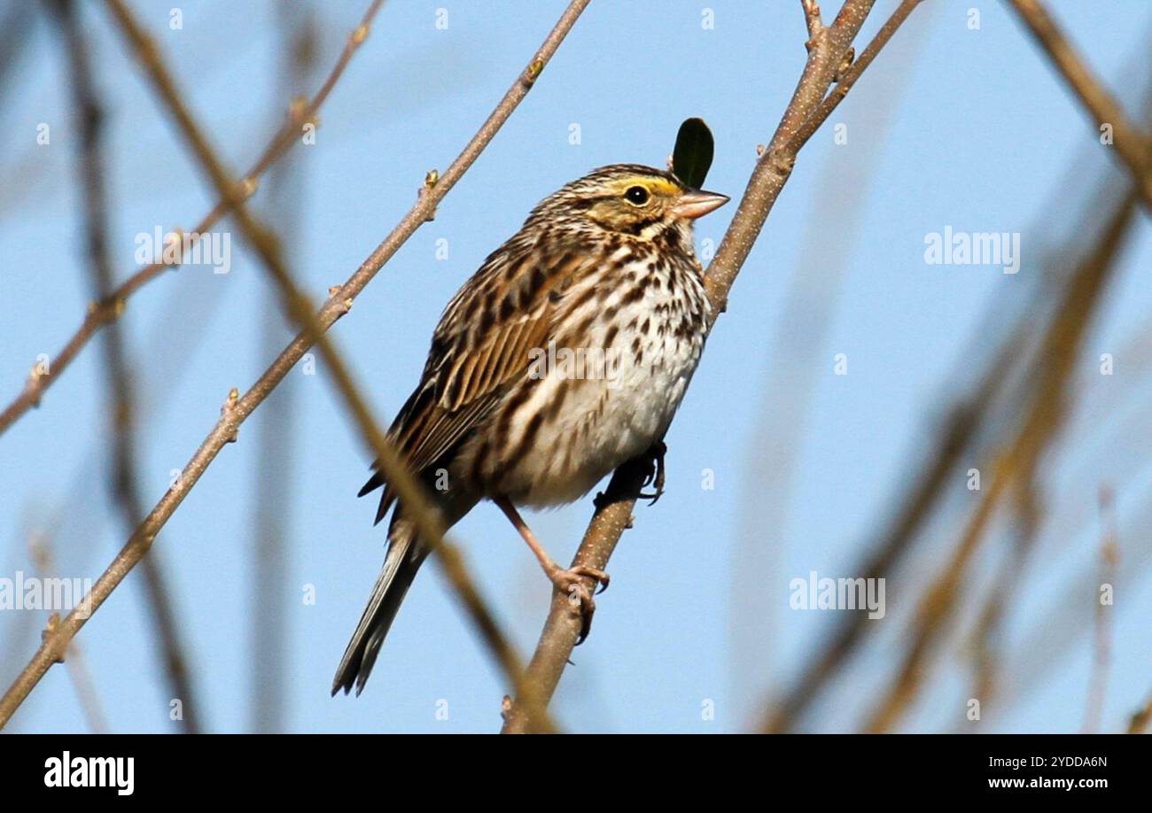 Savannah Sparrow (Passerculus sandwichensis Stock Photo - Alamy