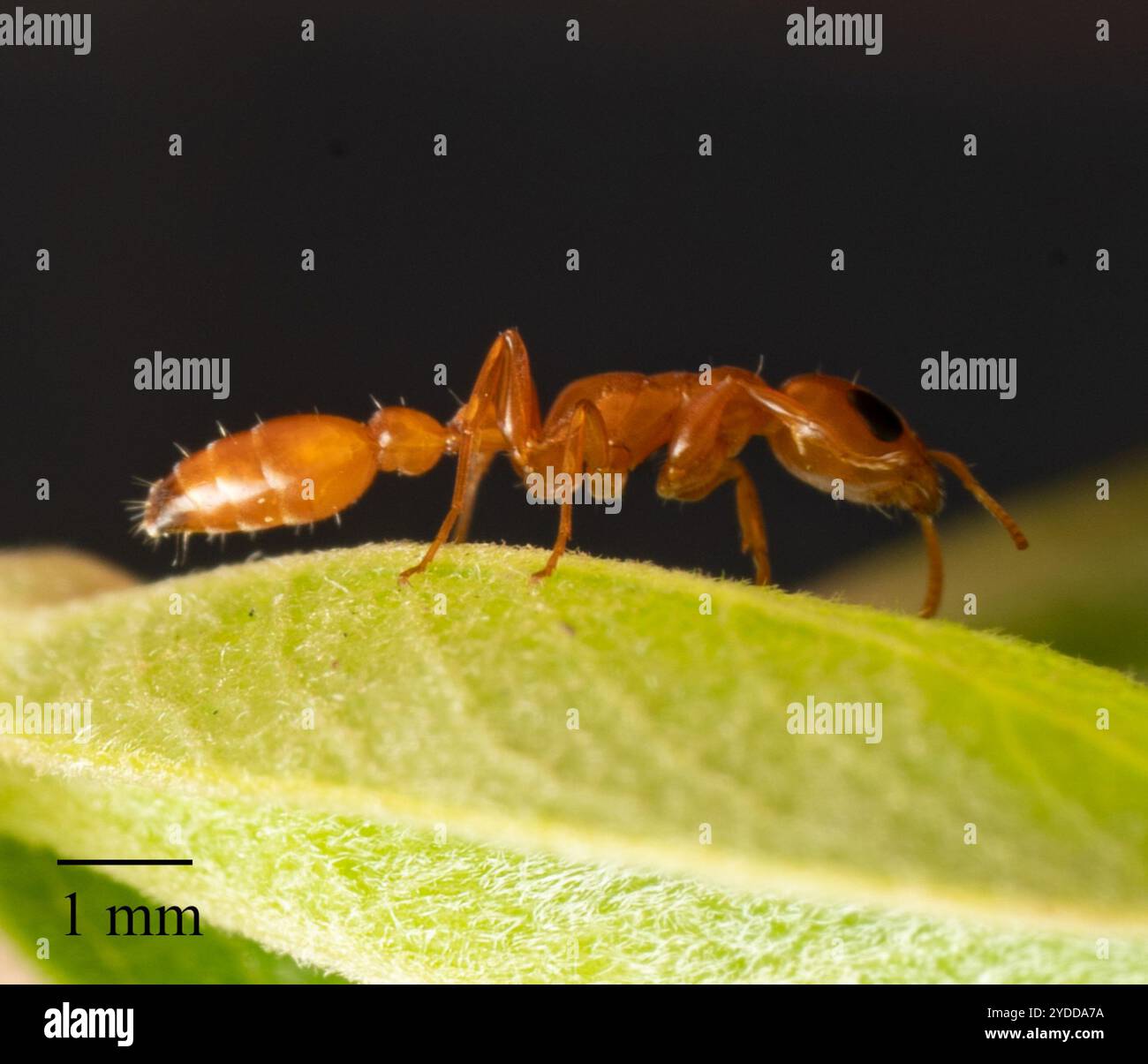 Pseudomyrmex apache hi-res stock photography and images - Alamy