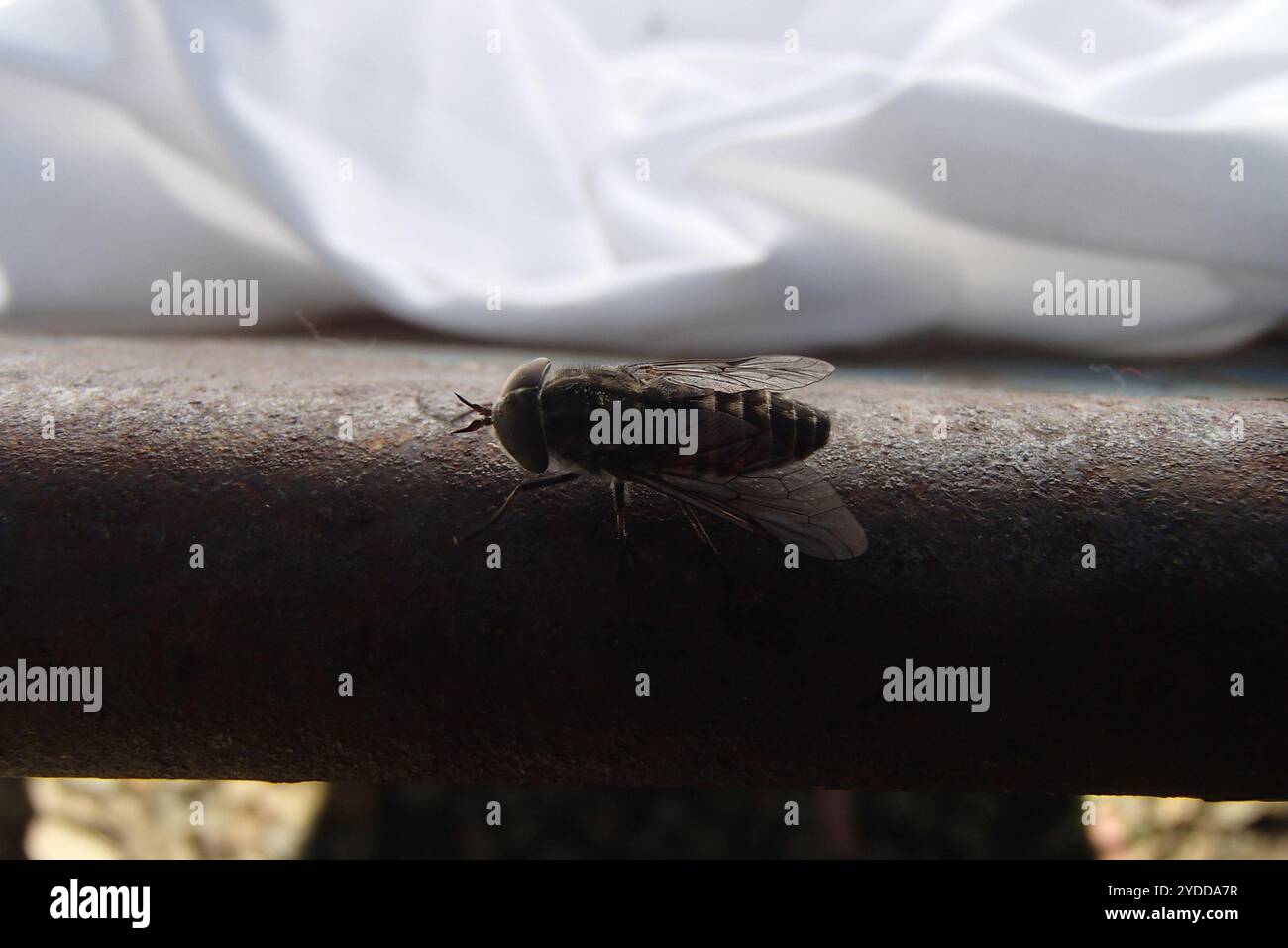 Horse and Deer Flies (Tabanidae Stock Photo - Alamy