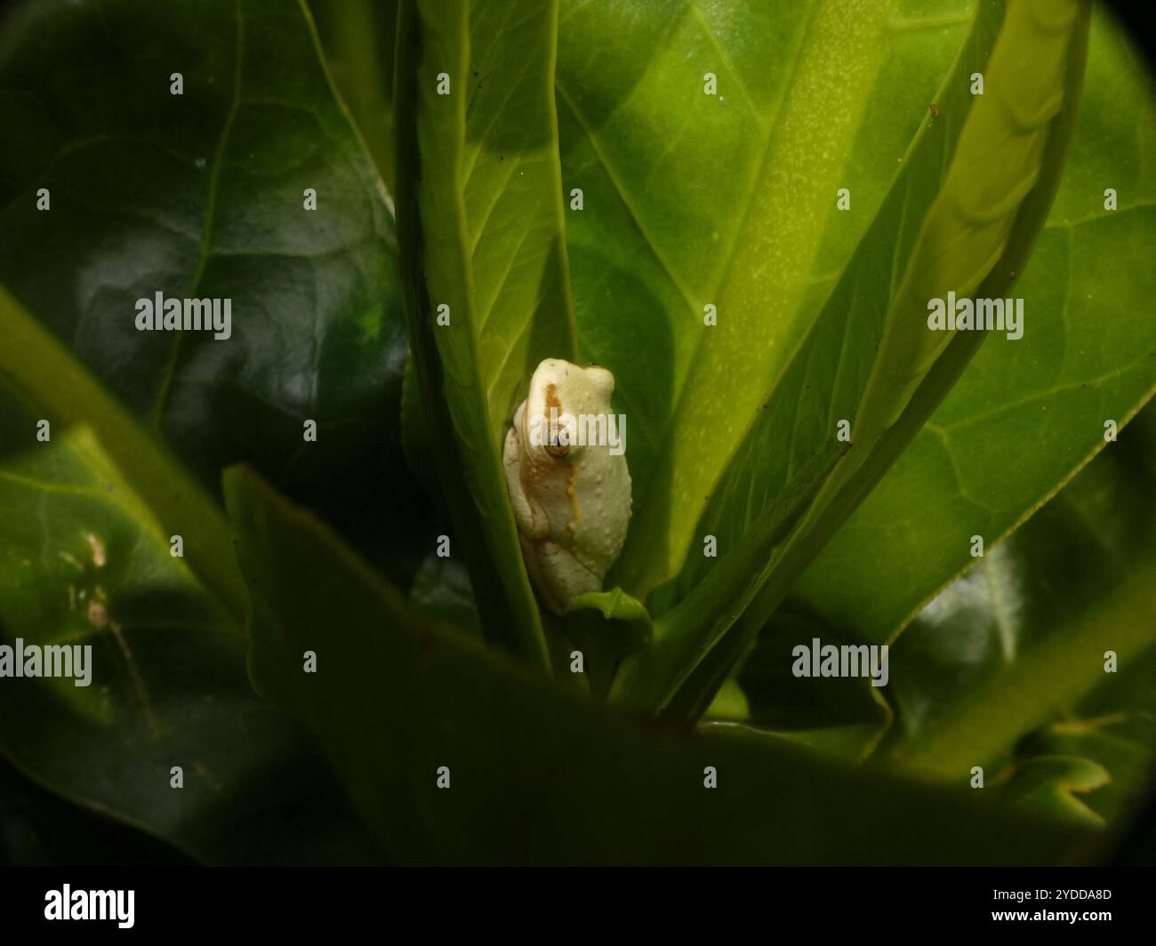 Common Reed Frog (Hyperolius viridiflavus Stock Photo - Alamy