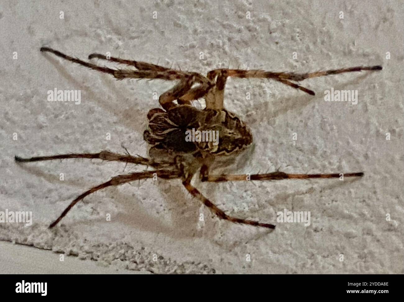 Grey Cross Spider (Larinioides sclopetarius Stock Photo - Alamy