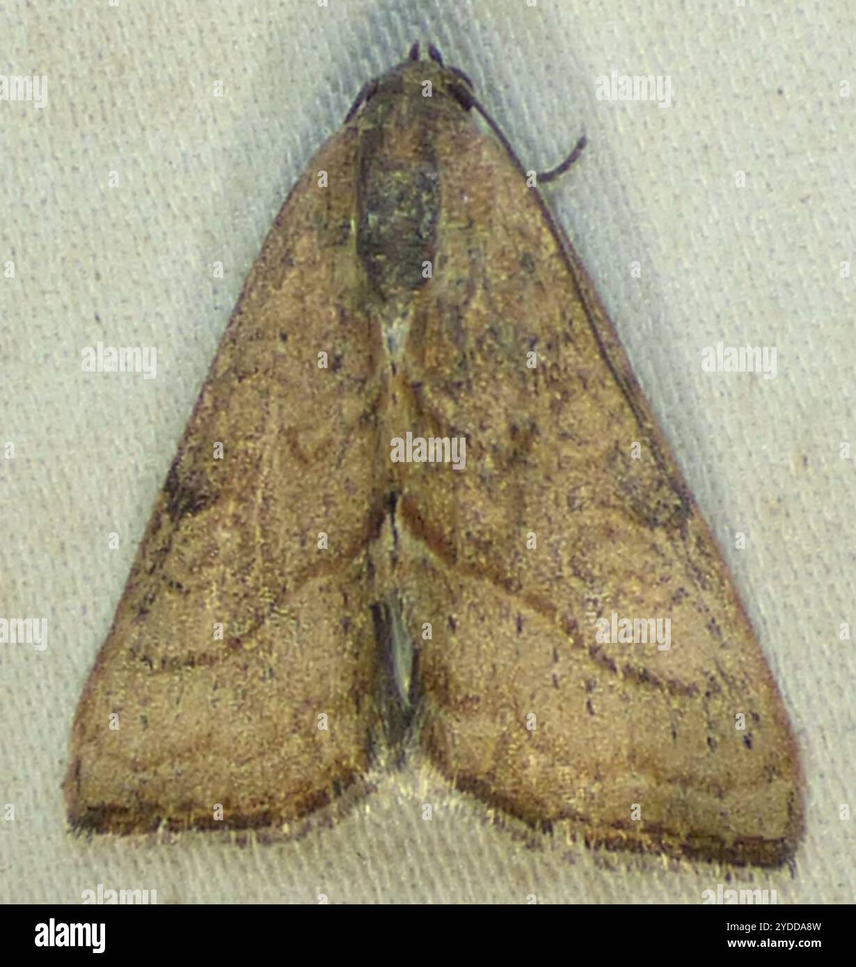 Wedgling Moth (Galgula partita Stock Photo - Alamy