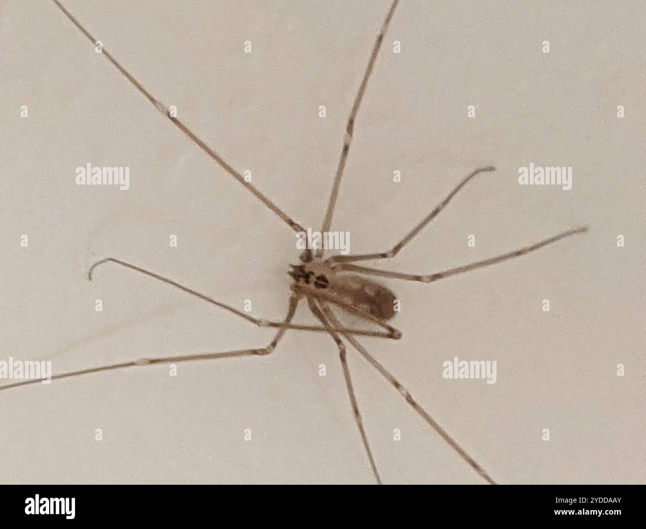 Manueli hi-res stock photography and images - Alamy