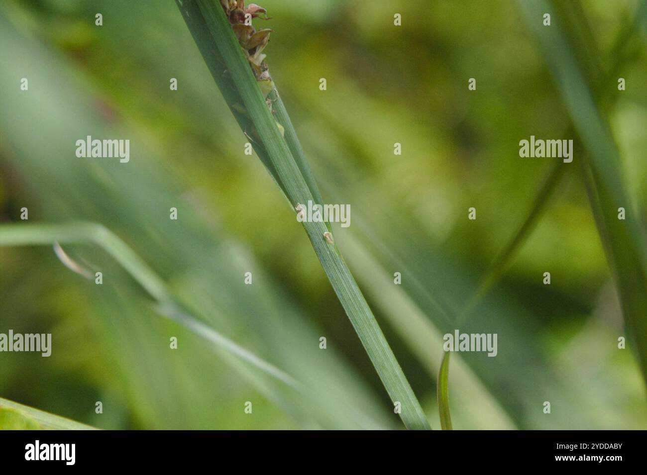 water sedge (Carex aquatilis Stock Photo - Alamy
