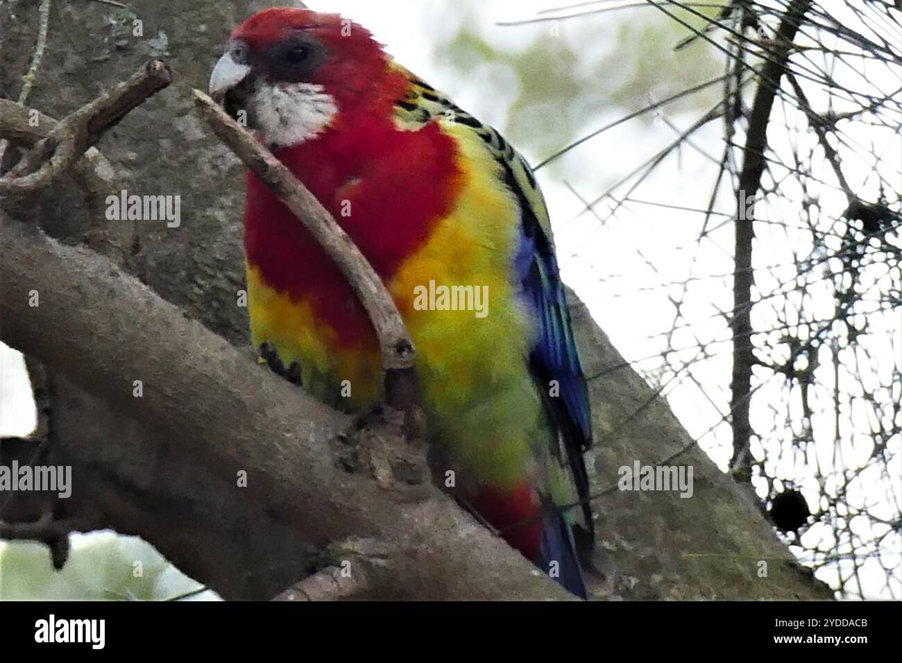 Eastern Rosella (Platycercus eximius Stock Photo - Alamy