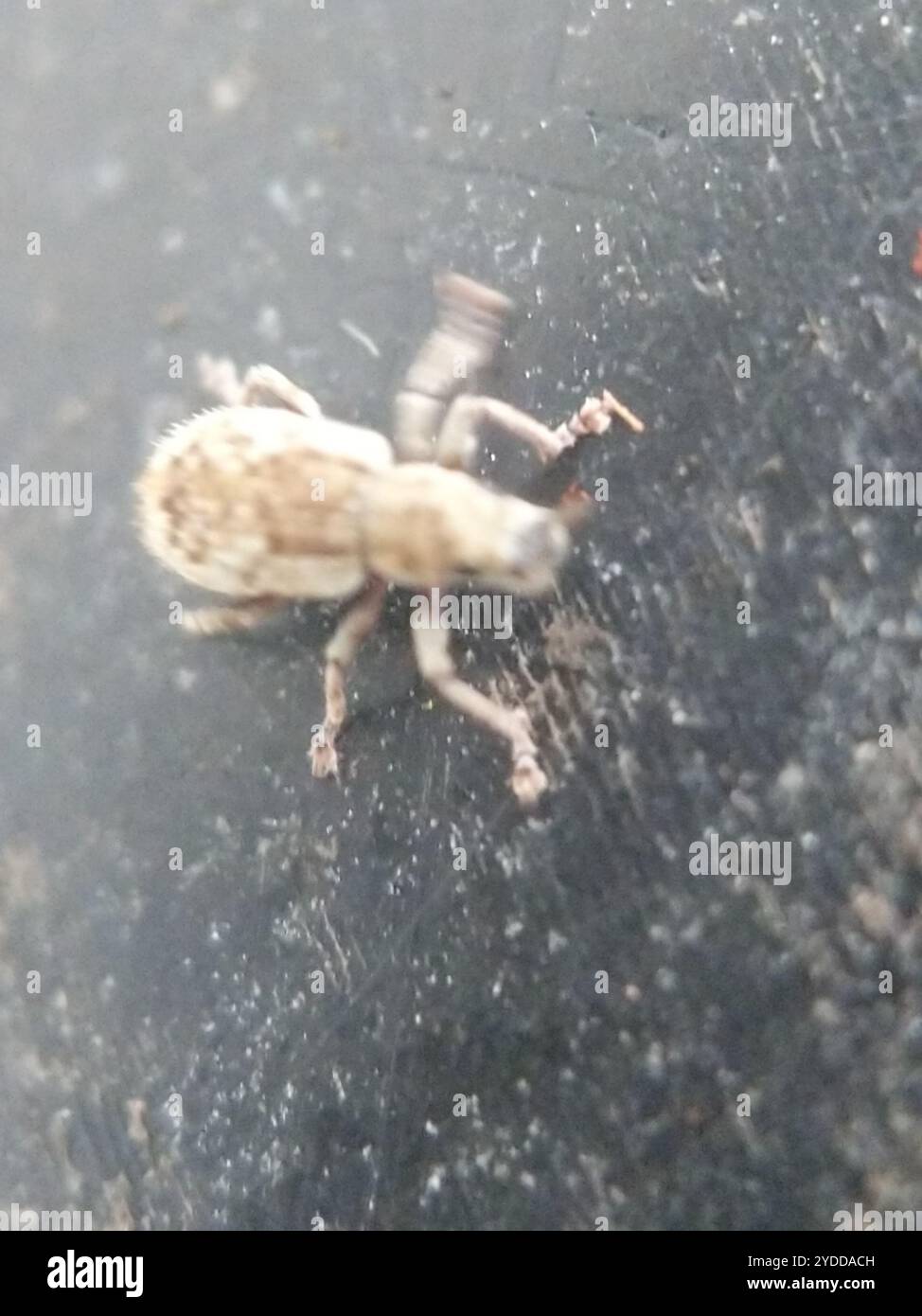 Peach Root Weevil (Pseudoedophrys hilleri Stock Photo - Alamy