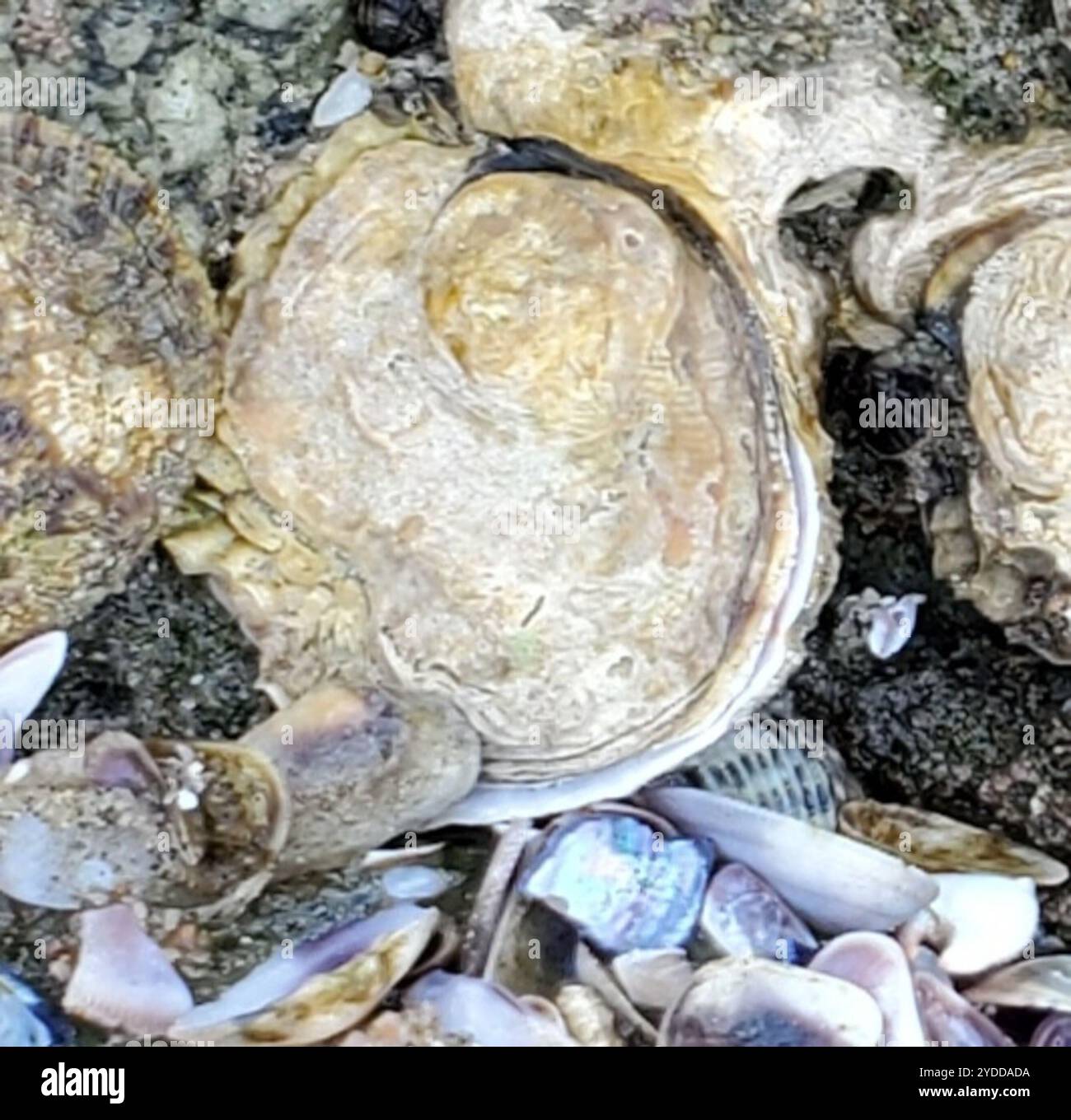 Pacific Oyster (Magallana gigas Stock Photo - Alamy