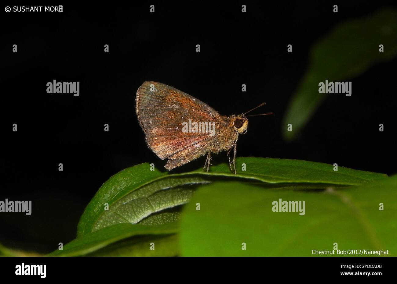 Chestnut Bob (Iambrix salsala Stock Photo - Alamy
